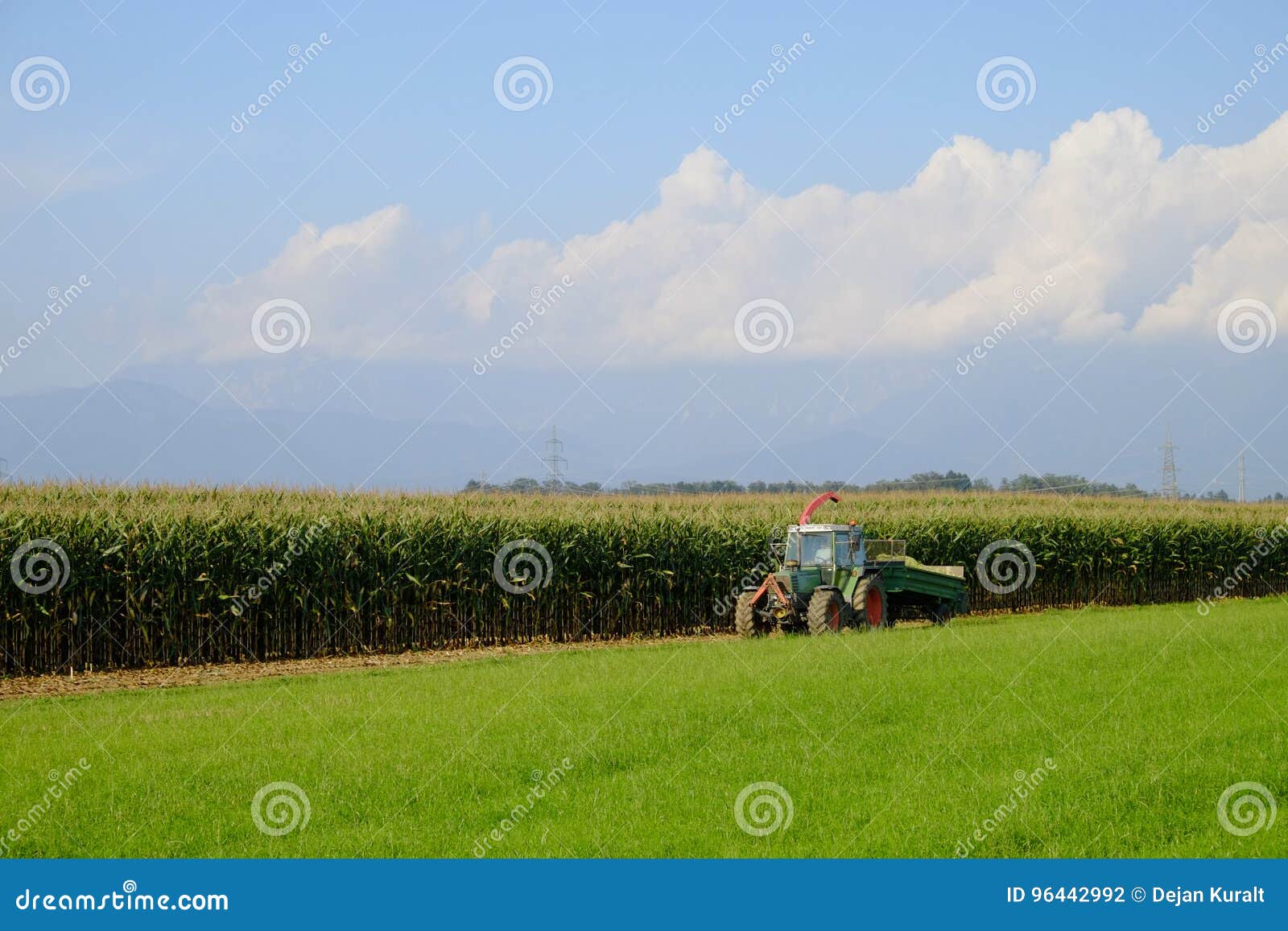 The corn harvest stock photo. Image of rural, plants - 96442992