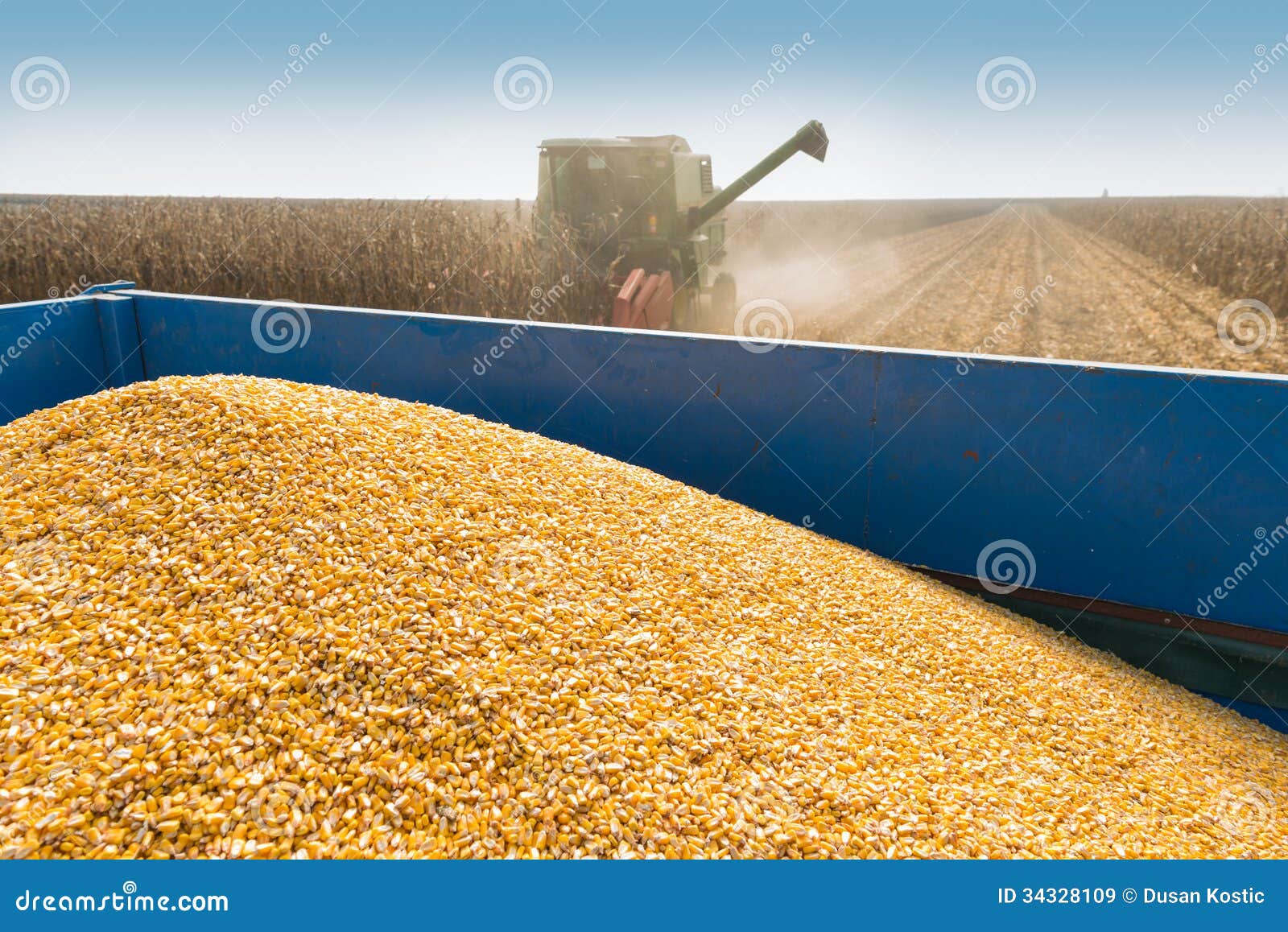 Corn harvest stock image. Image of cornfield, crop, combine - 34328109