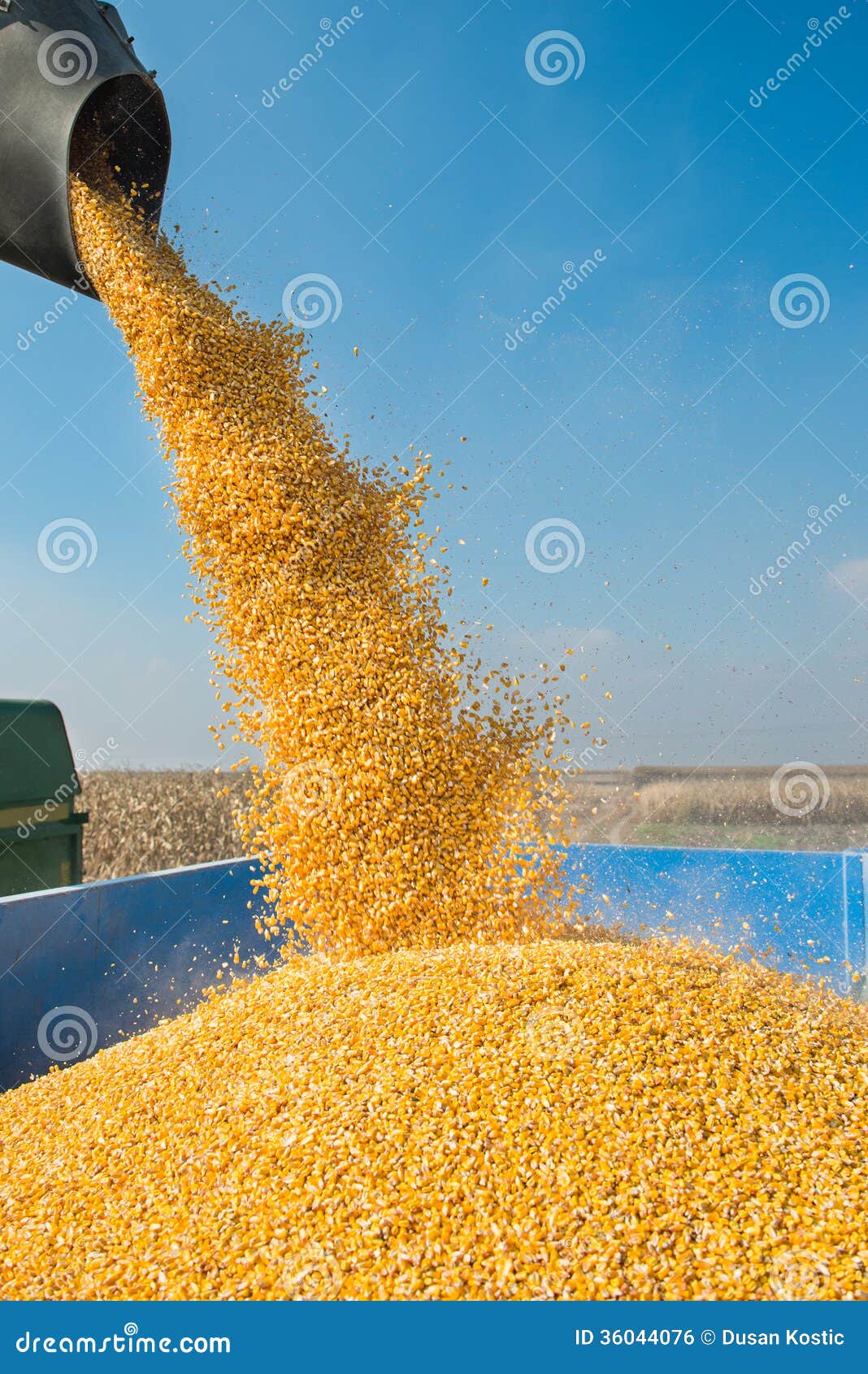 Corn Harvest, Corn Forage Harvester In Action, Harvest Truck With ...