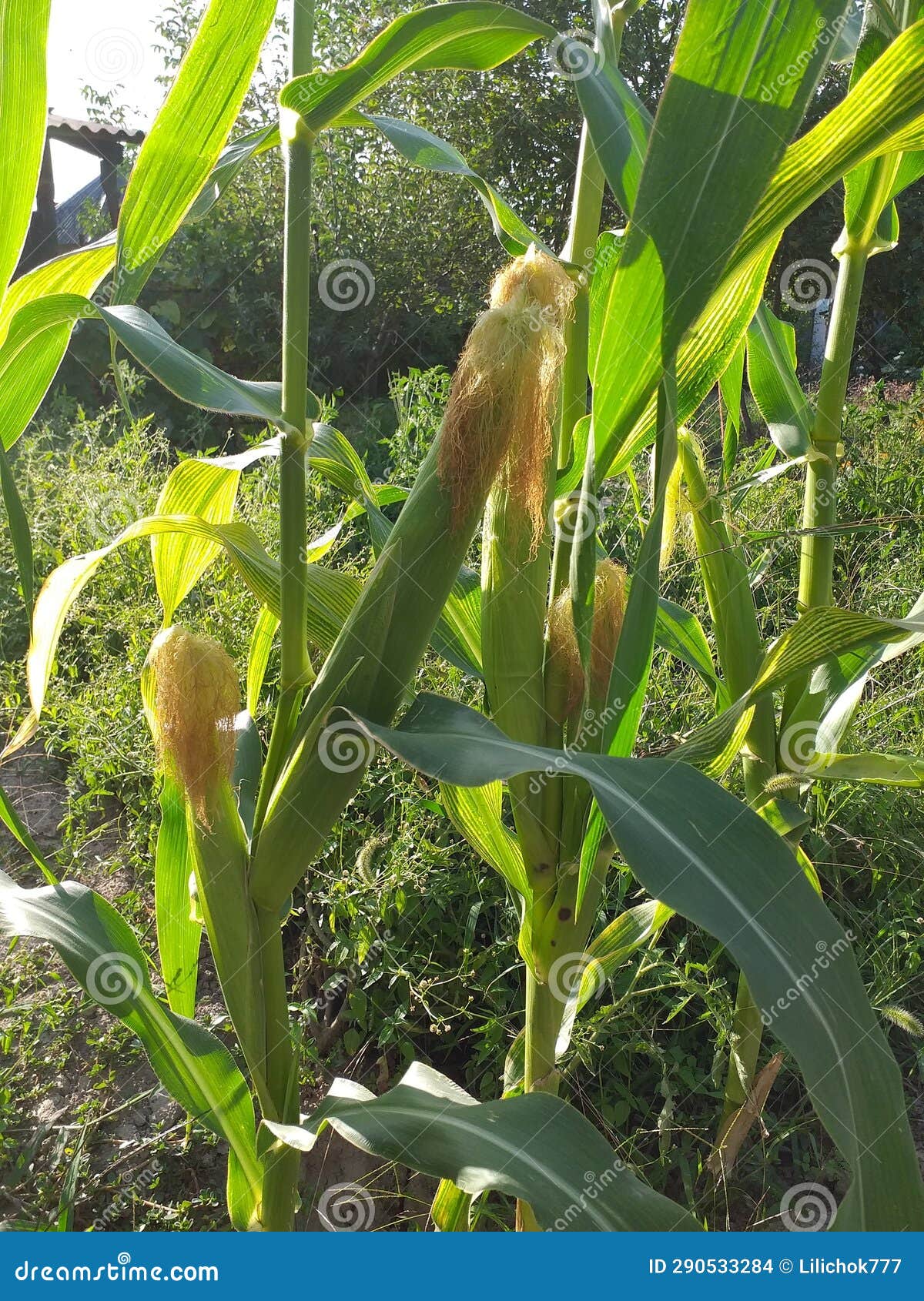Corn Harvest in the Garden, Corn Stalk and Corn Cobs Stock Photo ...