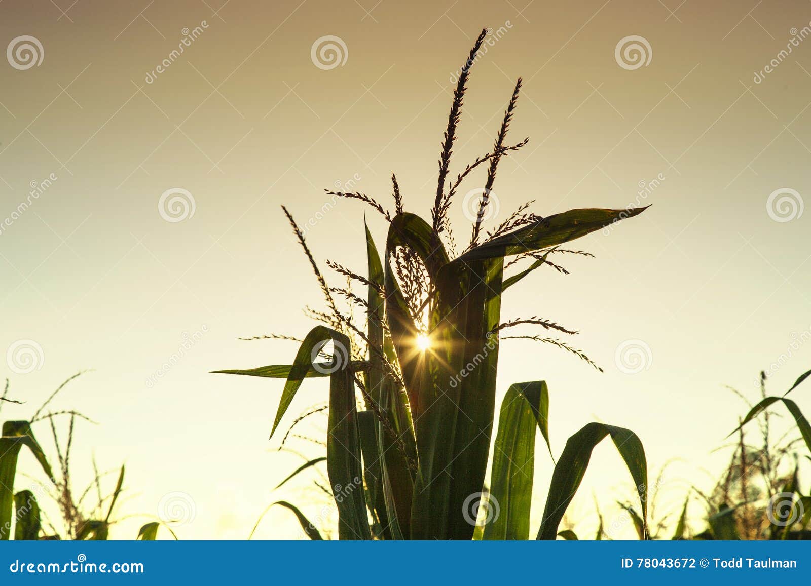 Corn Harvest in Indiana stock photo. Image of fall, corn - 78043672