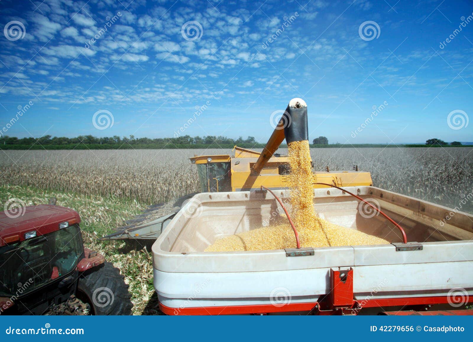 Corn harvest stock photo. Image of harvest, crop, grain - 42279656