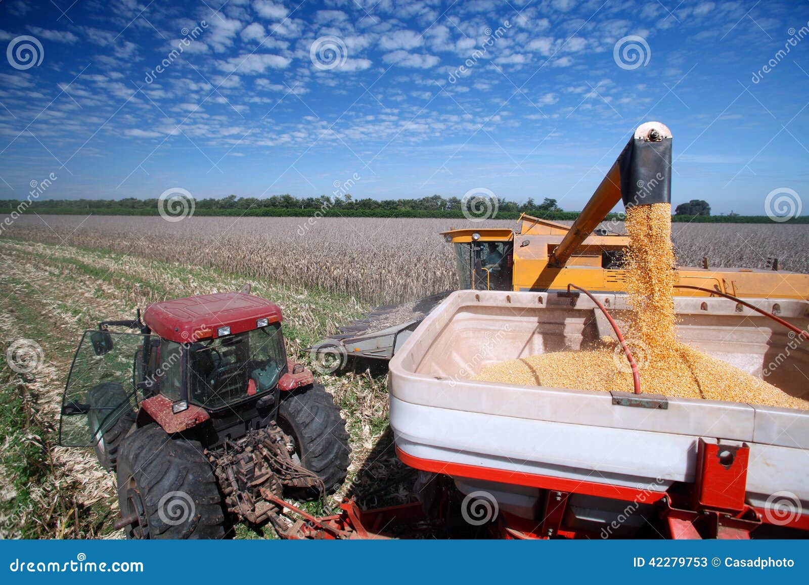 Corn harvest stock image. Image of machinery, harvester - 42279753