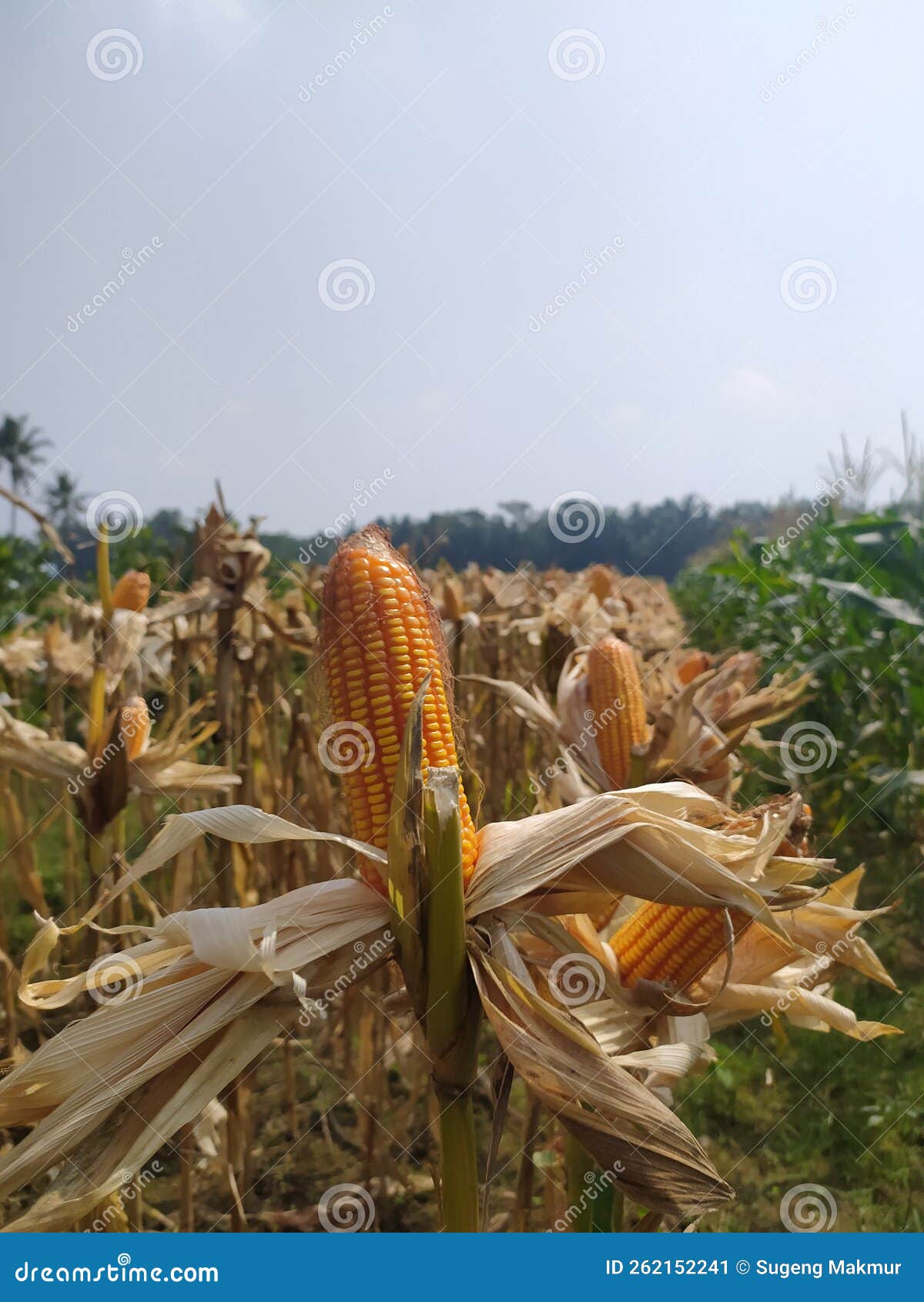 Corn Harvest Ready To Be Picked Stock Image - Image of corn, ready ...