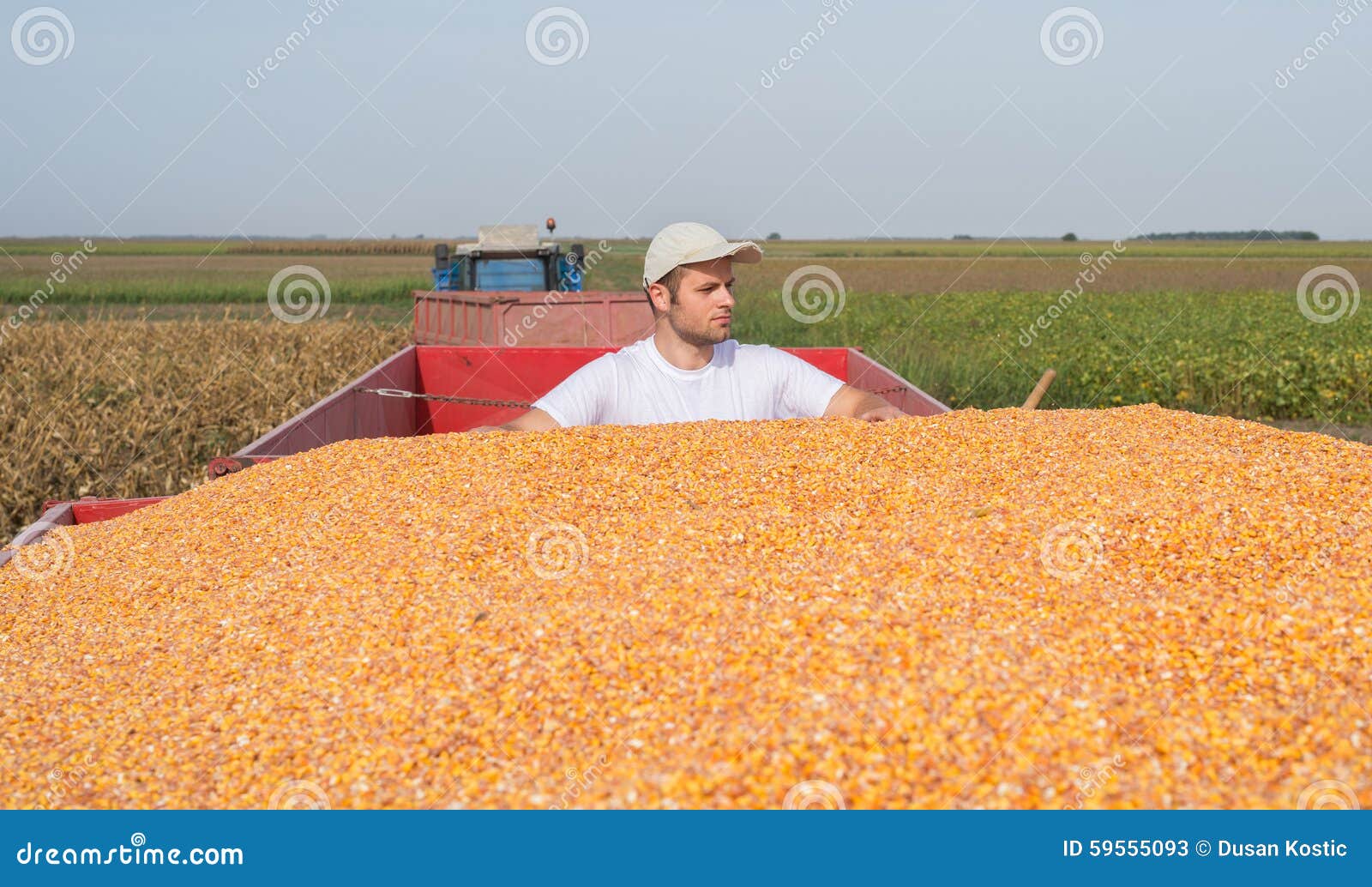 Corn harvest stock image. Image of worker, food, scene - 59555093
