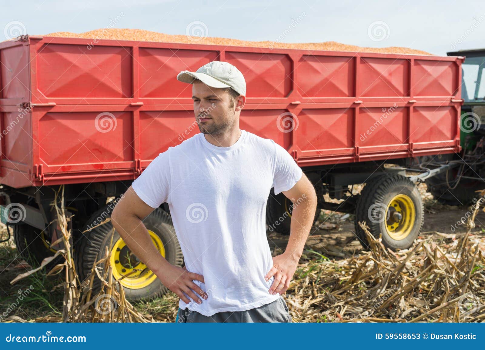 Corn harvest stock image. Image of food, agriculture - 59558653