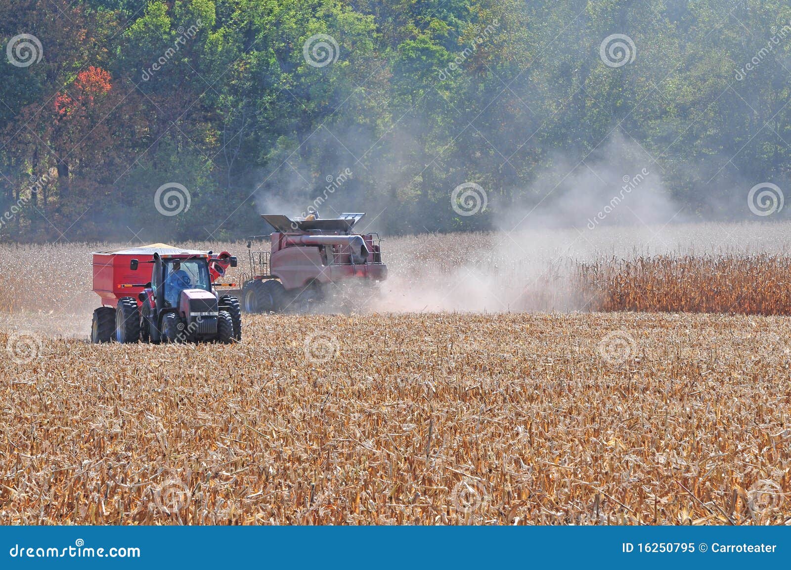 Corn Harvesting With Reaping-machine Threshing-machine. Agricultural ...
