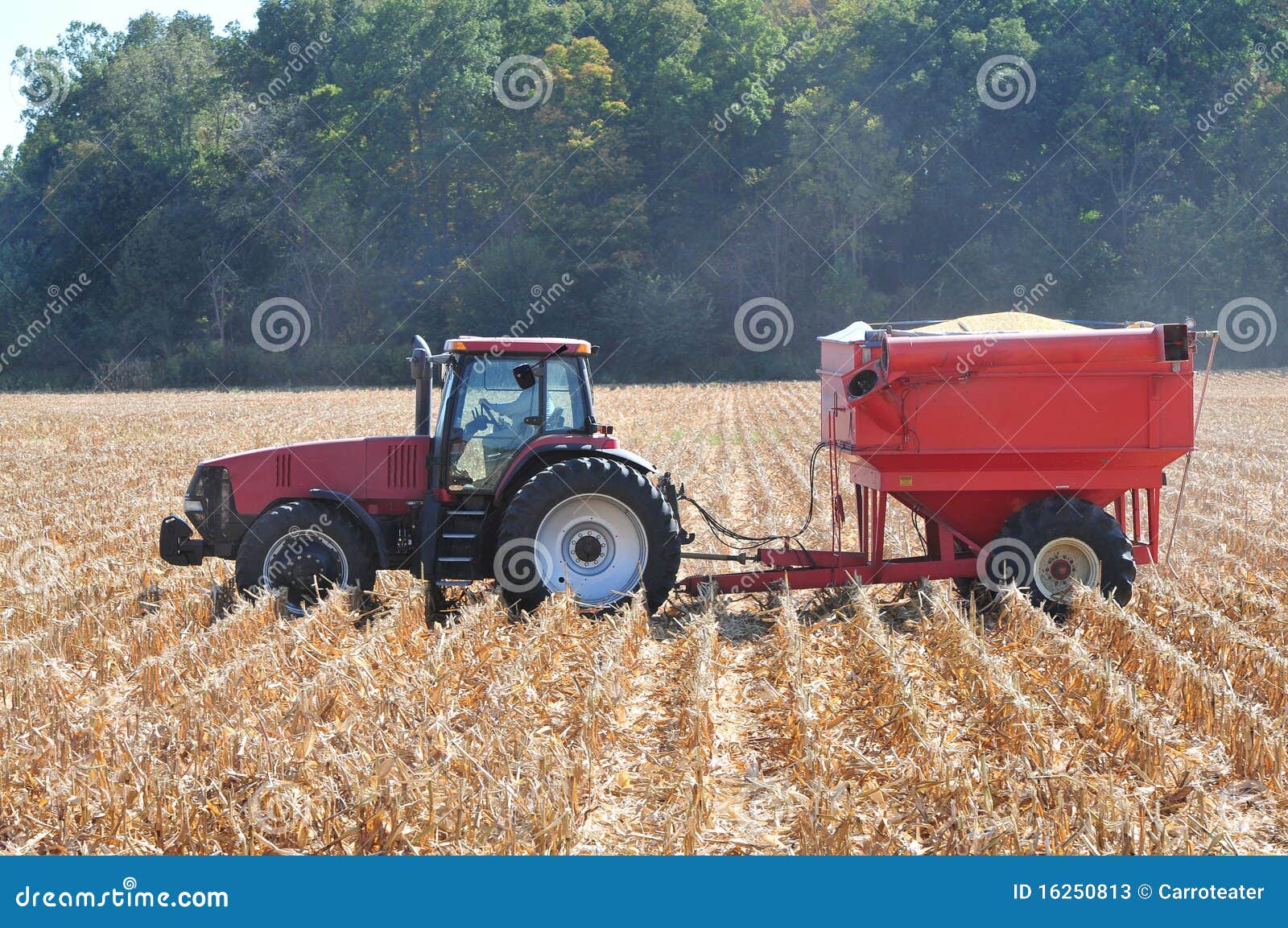 Corn Harvesting With Reaping-machine Threshing-machine. Agricultural ...