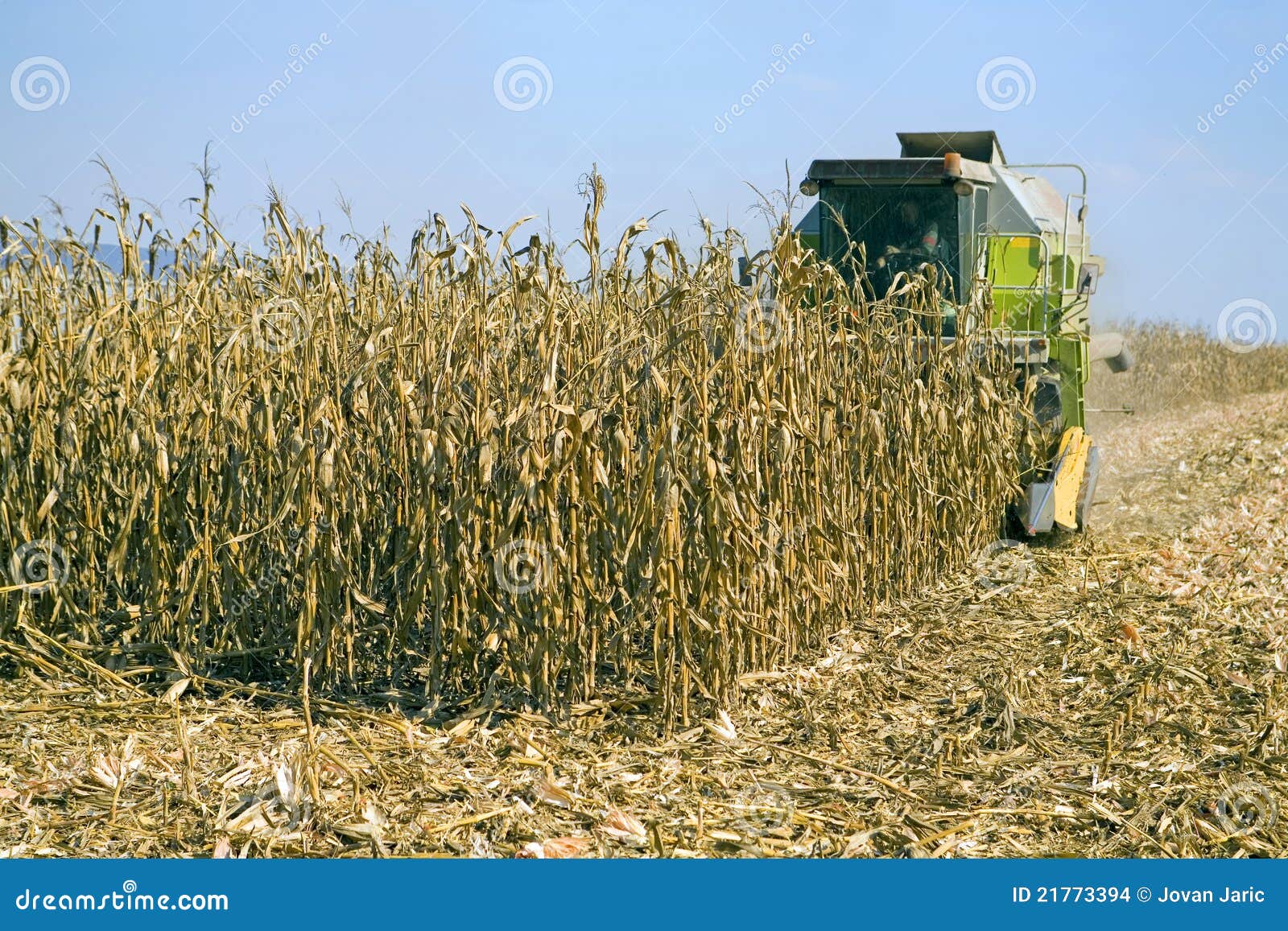 Corn harvesting stock photo. Image of closeup, golden - 21773394