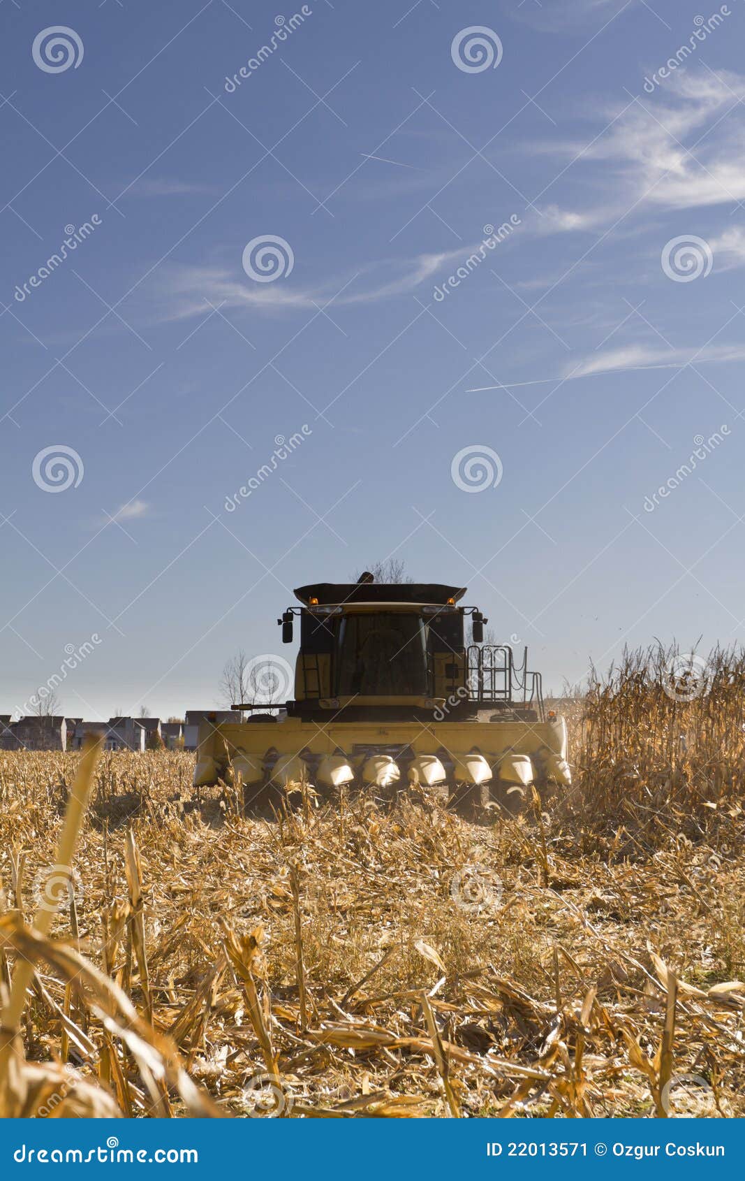Corn Harvesting With Reaping-machine Threshing-machine. Agricultural ...