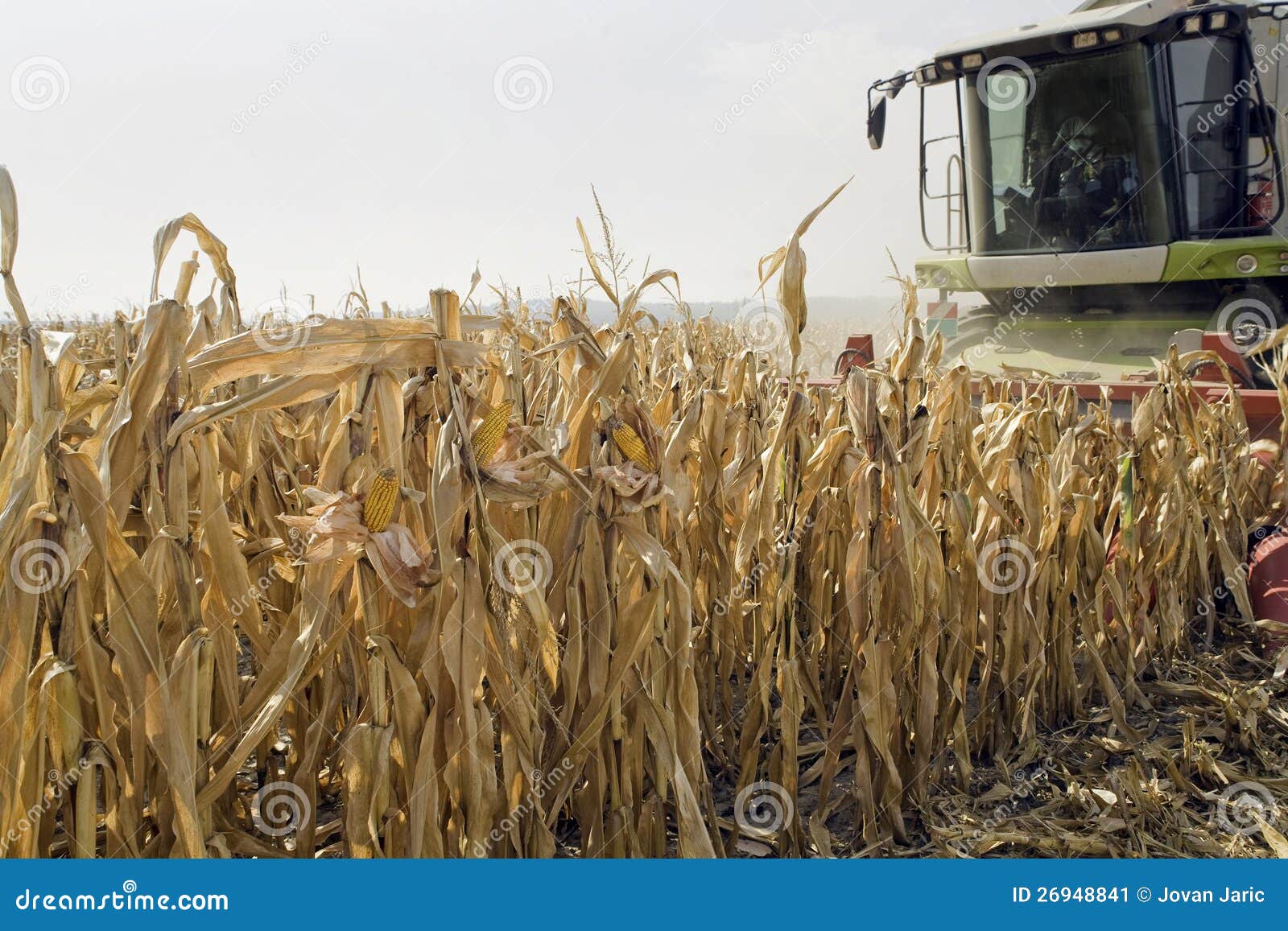 Corn Harvesting With Reaping-machine Threshing-machine. Agricultural ...