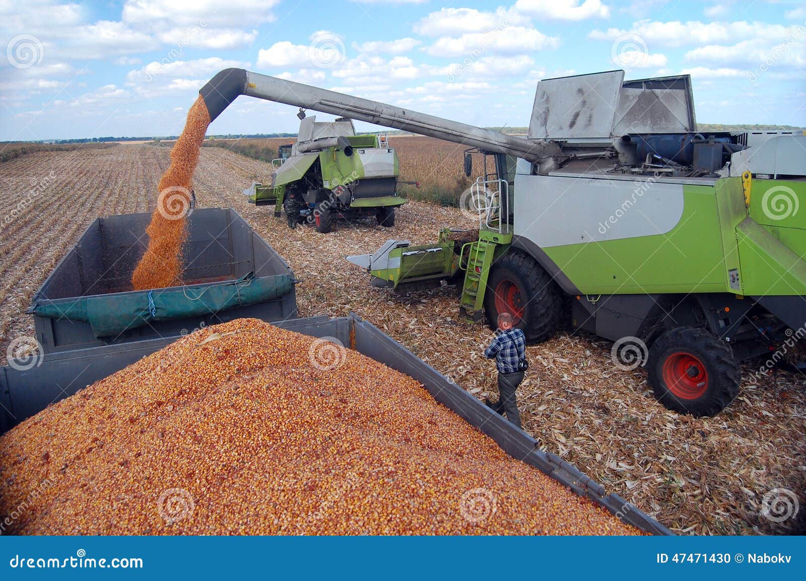 Corn Harvesting With Reaping-machine Threshing-machine. Agricultural ...