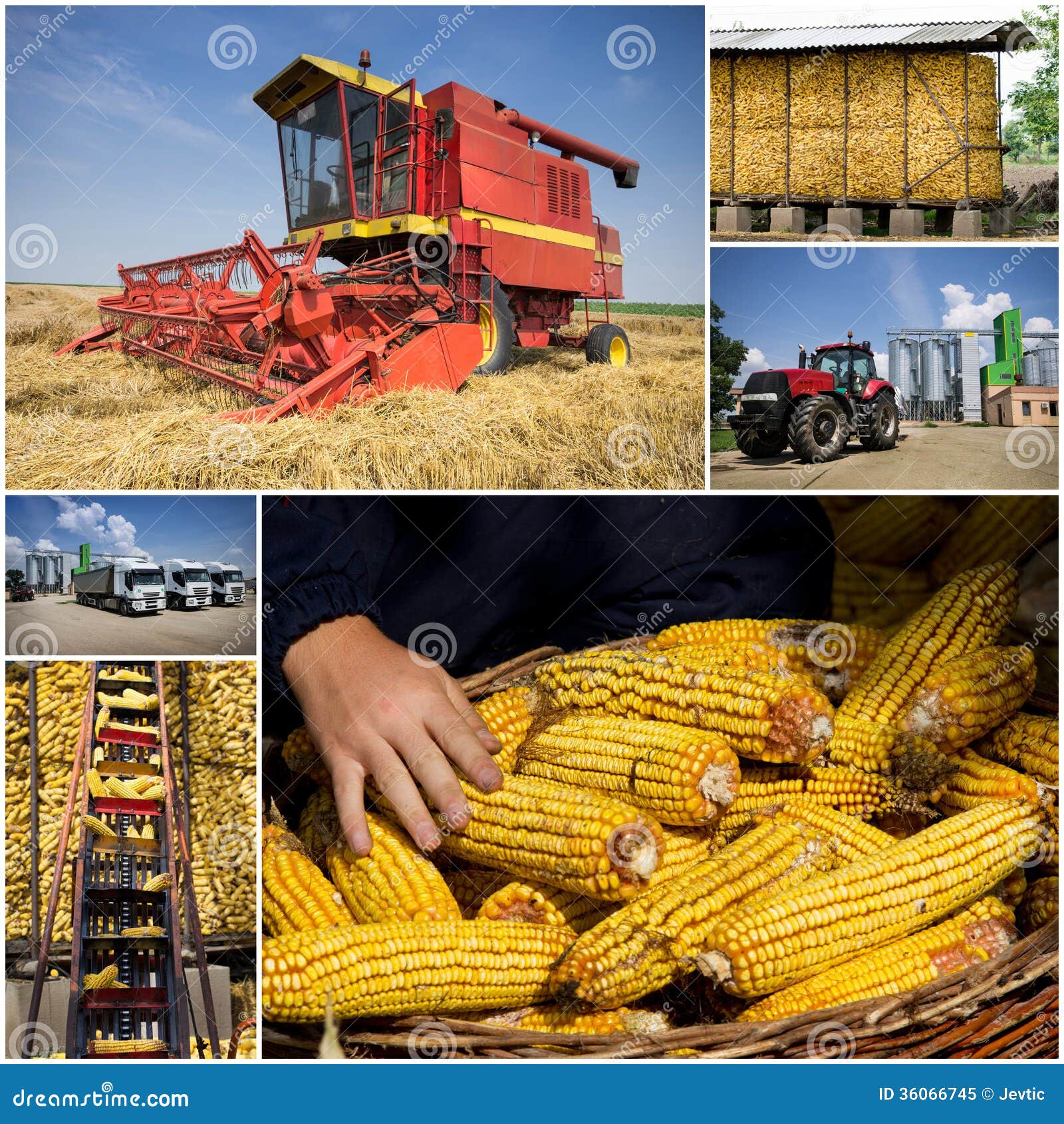 Corn harvesting stock image. Image of country, kernel - 36066745