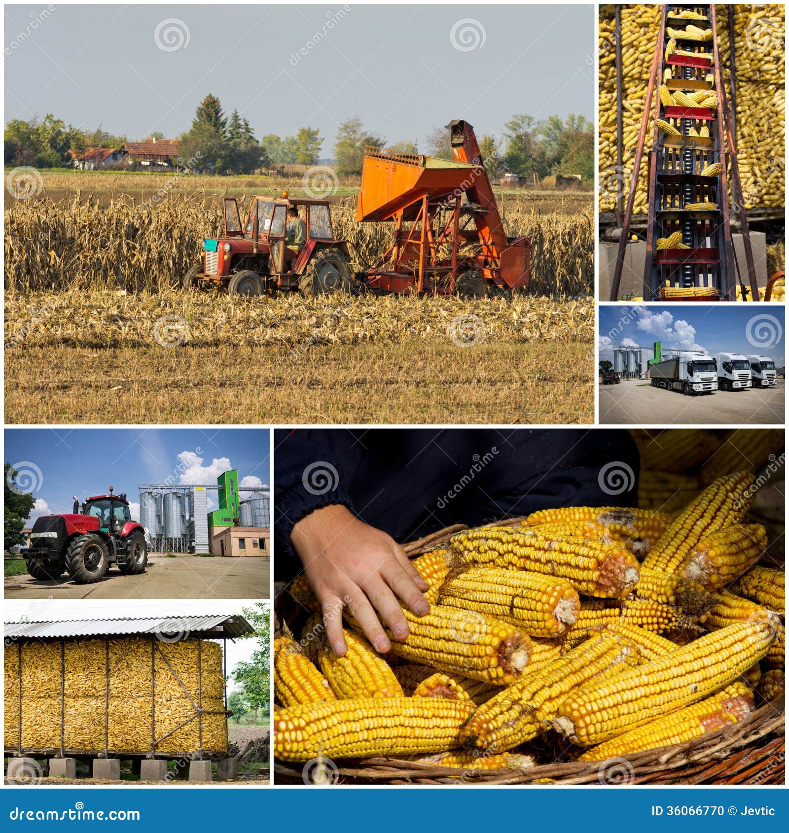Corn harvesting stock photo. Image of efficiency, corncob - 36066770