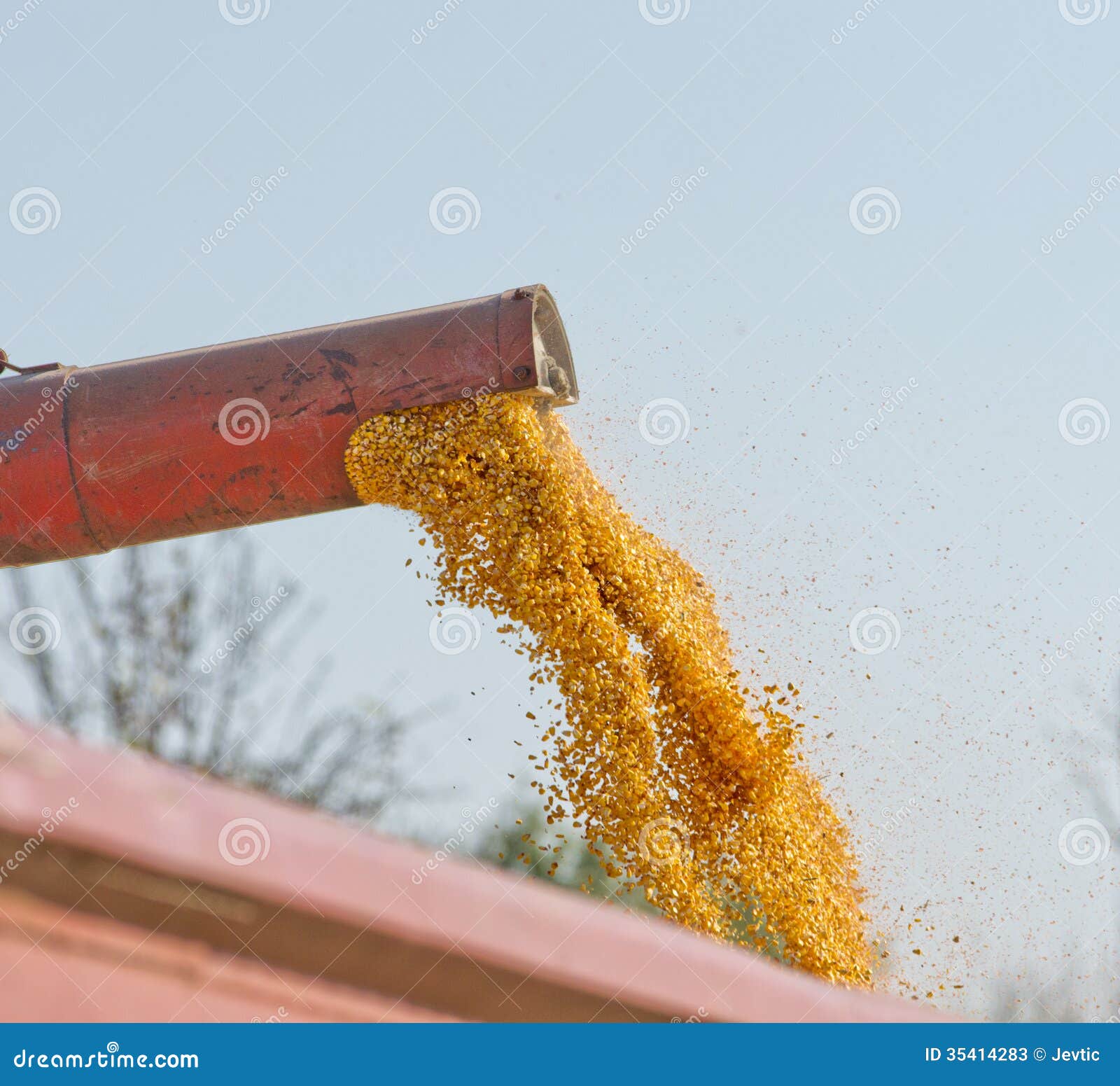 Corn harvesting stock image. Image of grain, fall, grow - 35414283