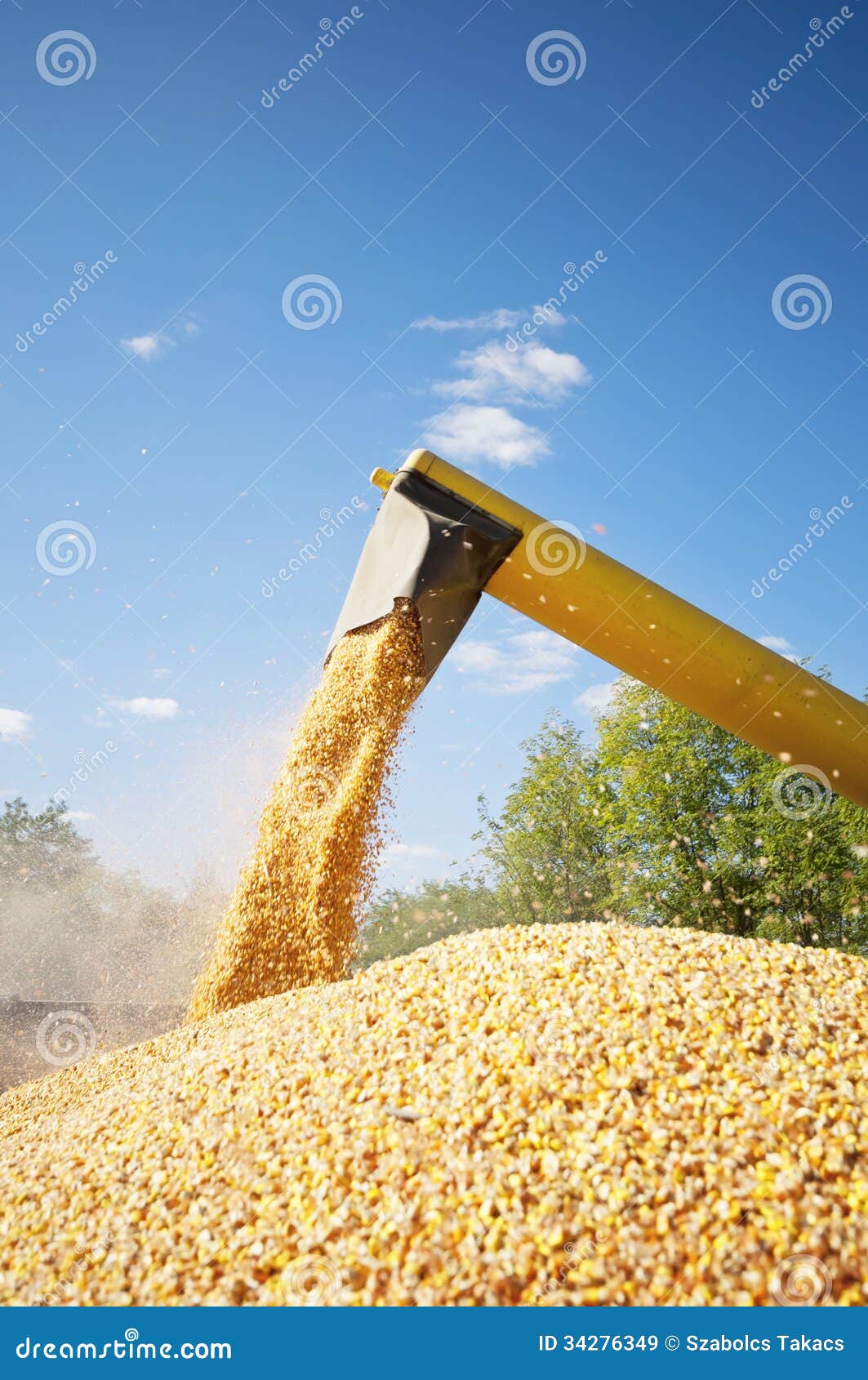 Corn harvesting loading stock image. Image of cereal - 34276349