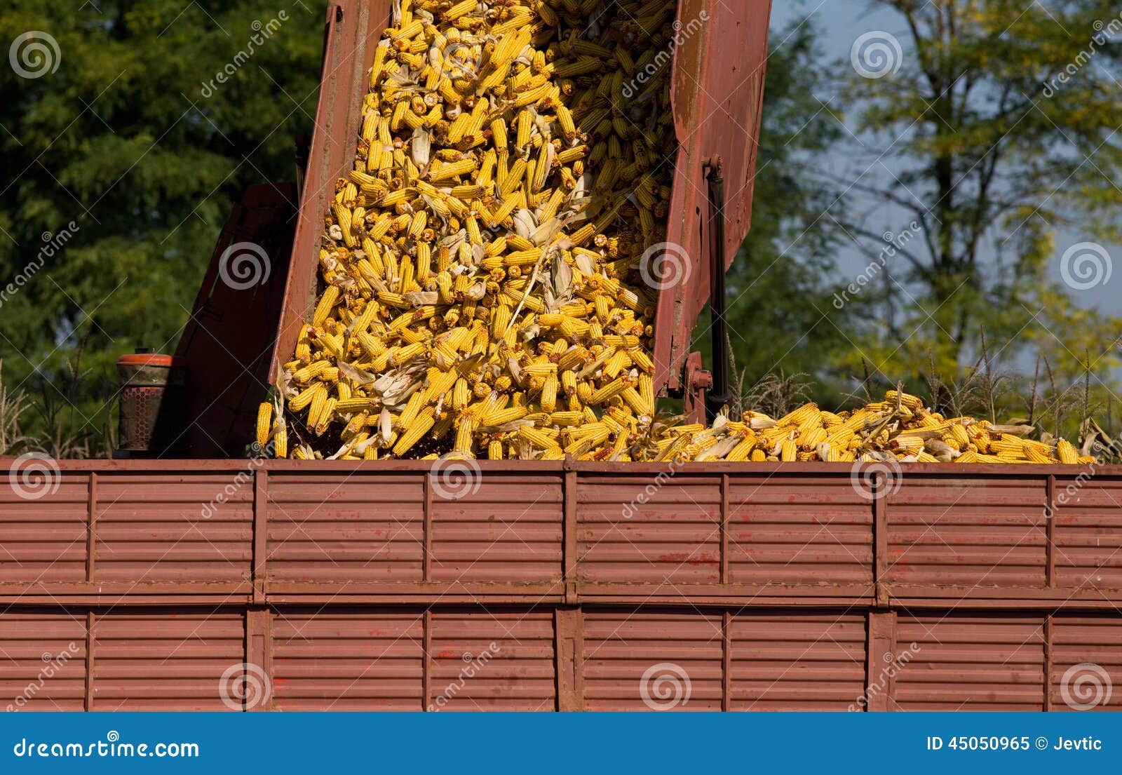 Corn harvesting stock image. Image of farm, crop, harvest - 45050965