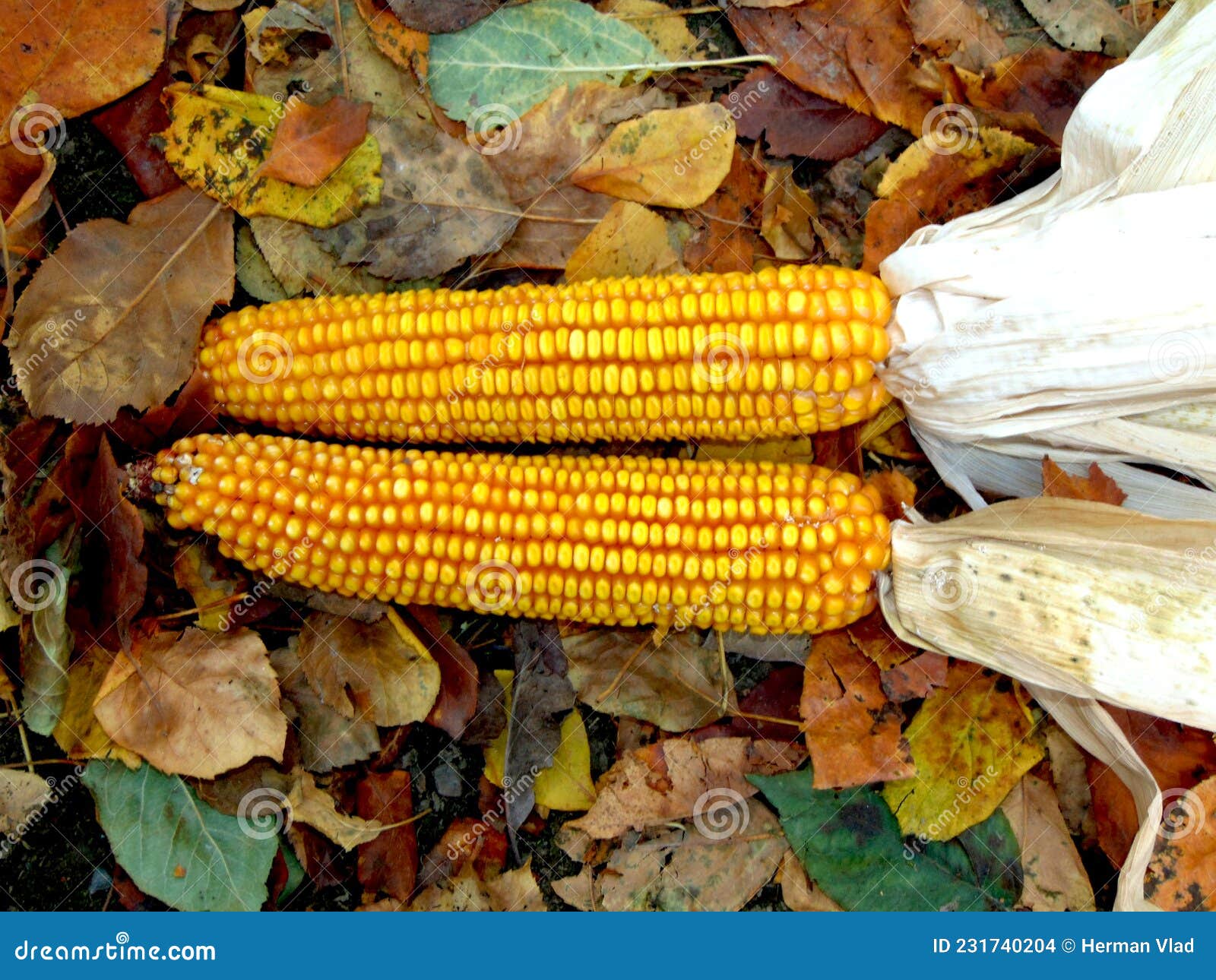 Corn after it Has Been Harvested Stock Photo - Image of farm, harvest ...