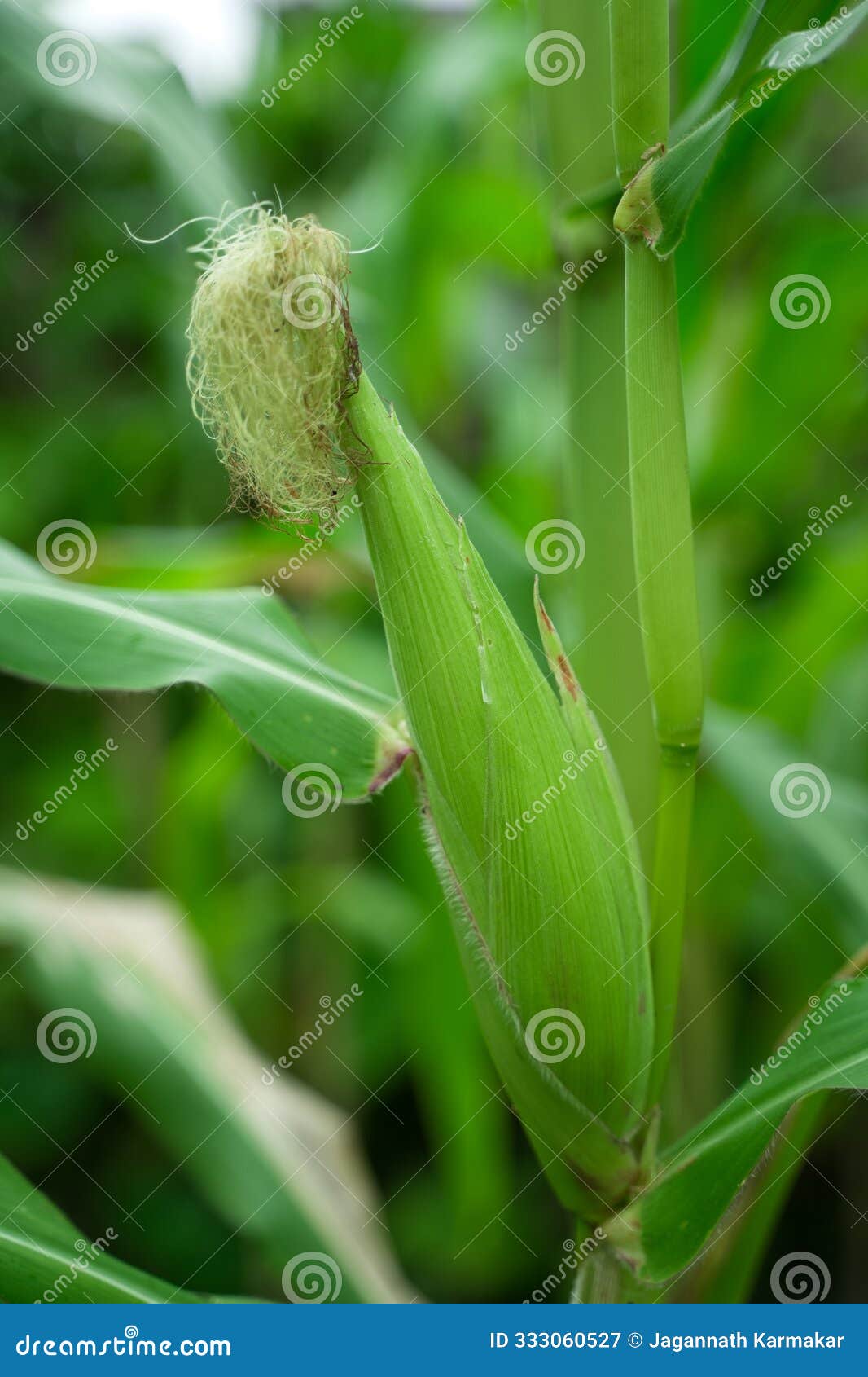 Corn has grown on the tree stock image. Image of corn - 333060527