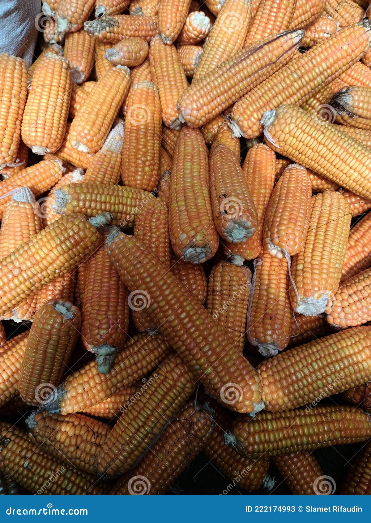 Corn that Has a Unique Texture Stock Image - Image of plants, popcorn ...