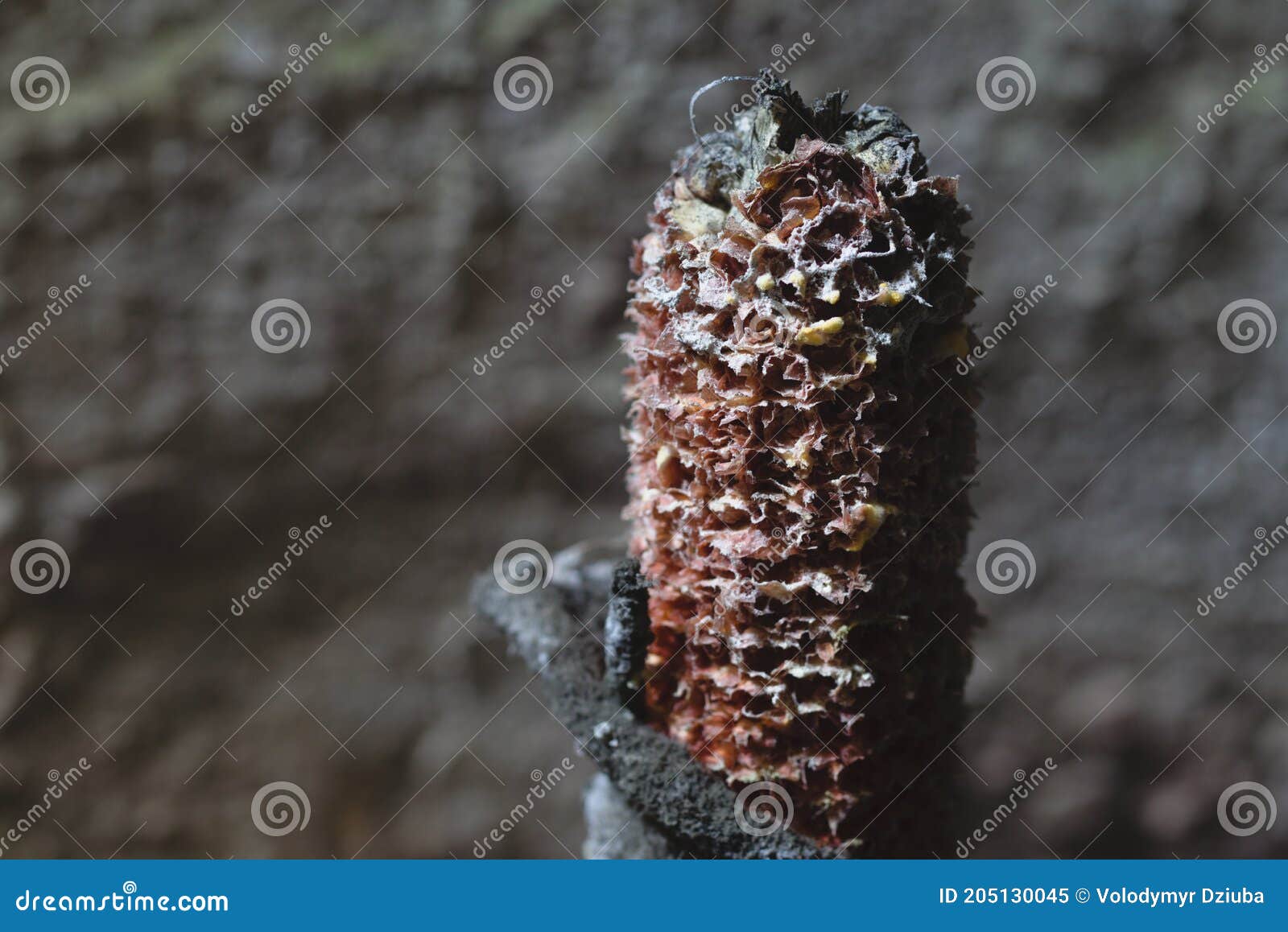 Old Empty Corn Cob with Removed Kernels Stock Image - Image of ...