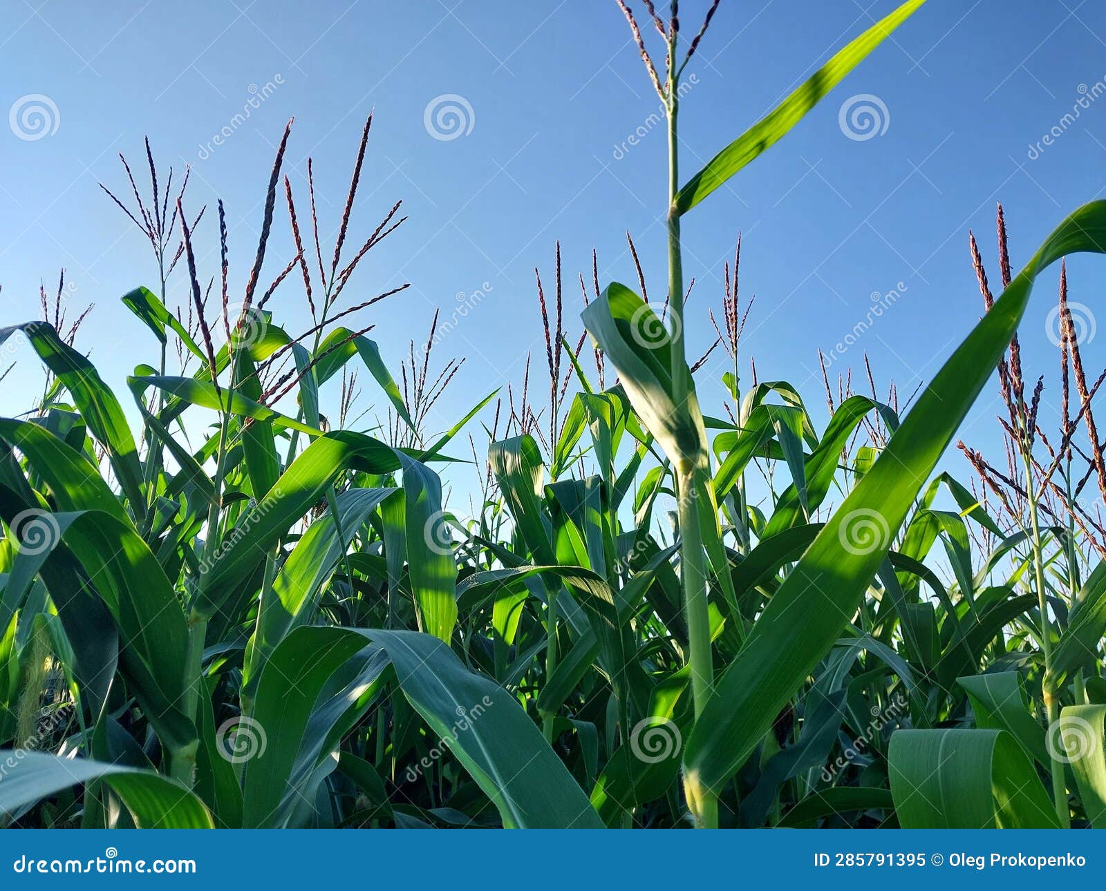 Corn heads on the field stock image. Image of field - 285791395