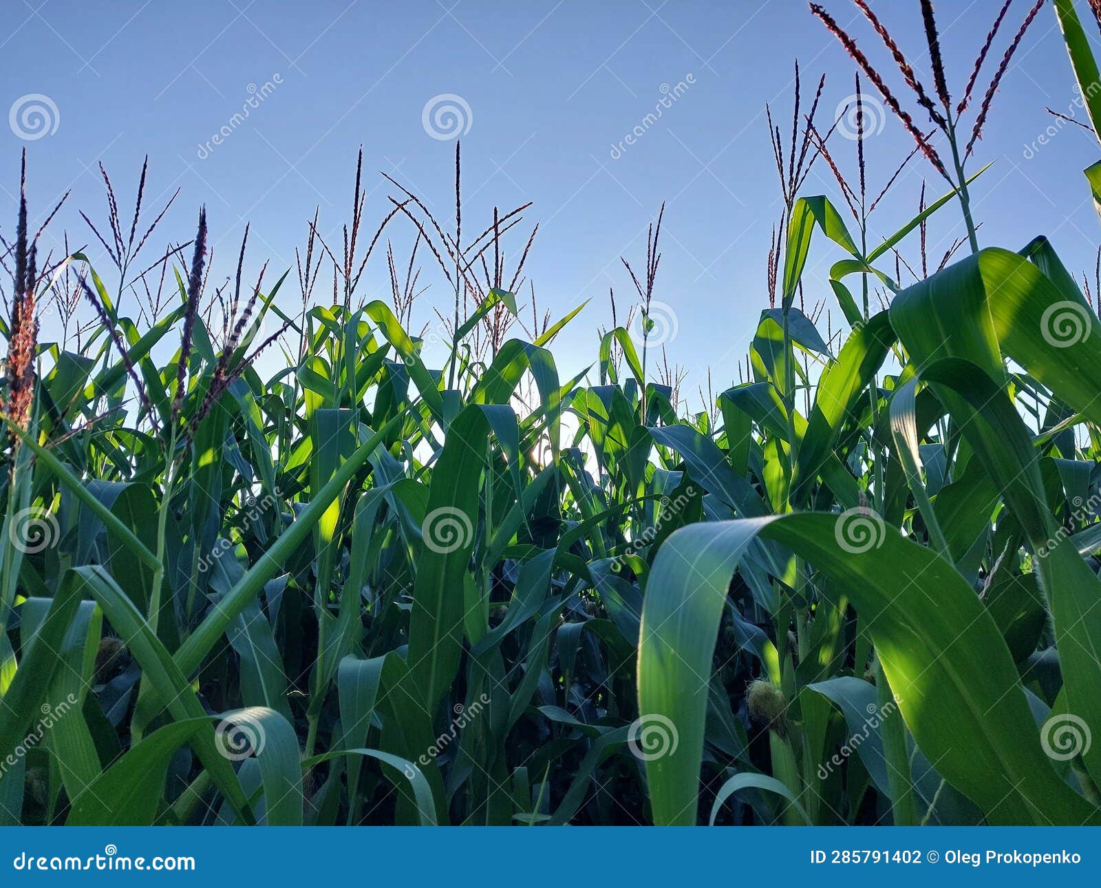 Corn heads on the field stock photo. Image of farmer - 285791402