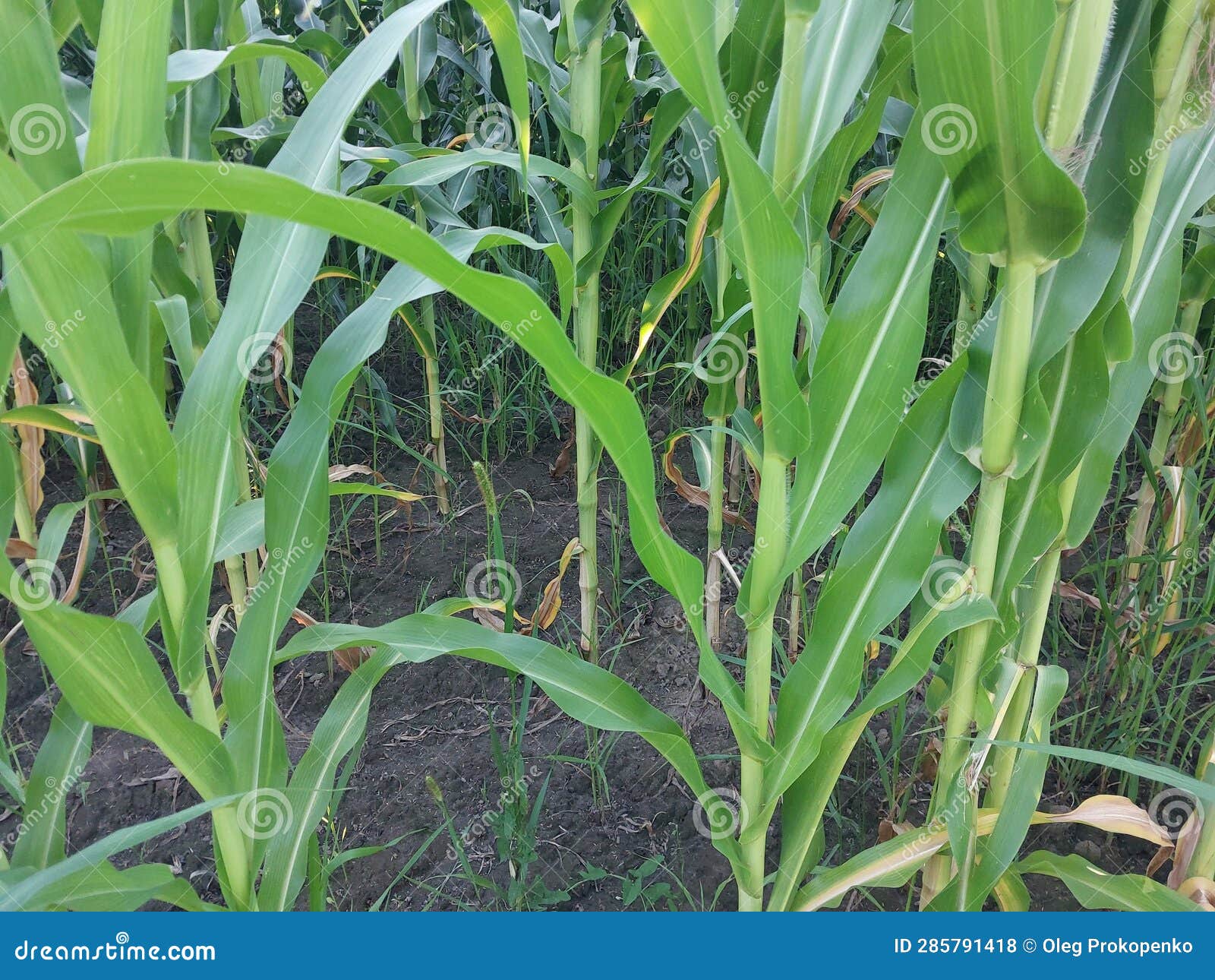 Corn heads on the field stock photo. Image of green - 285791418