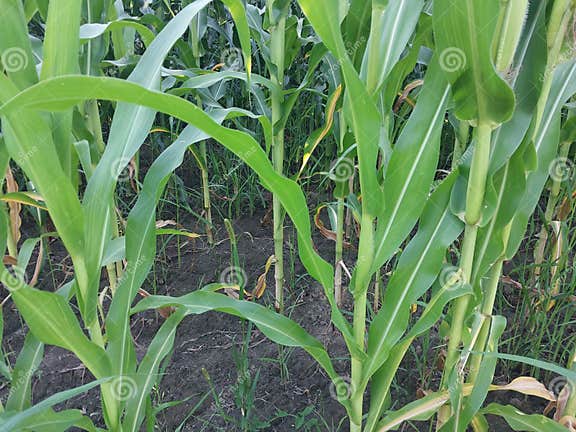 Corn heads on the field stock photo. Image of green - 285791418