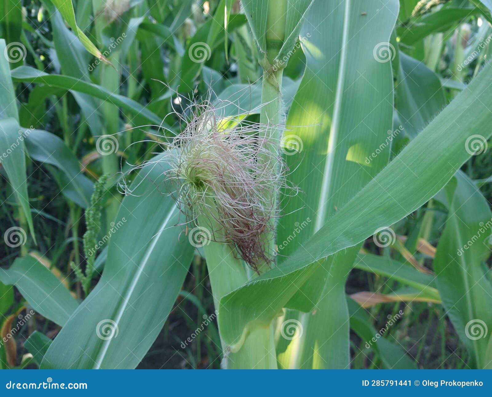Corn heads on the field stock image. Image of texture - 285791441