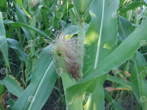 Corn heads on the field stock image. Image of texture - 285791441
