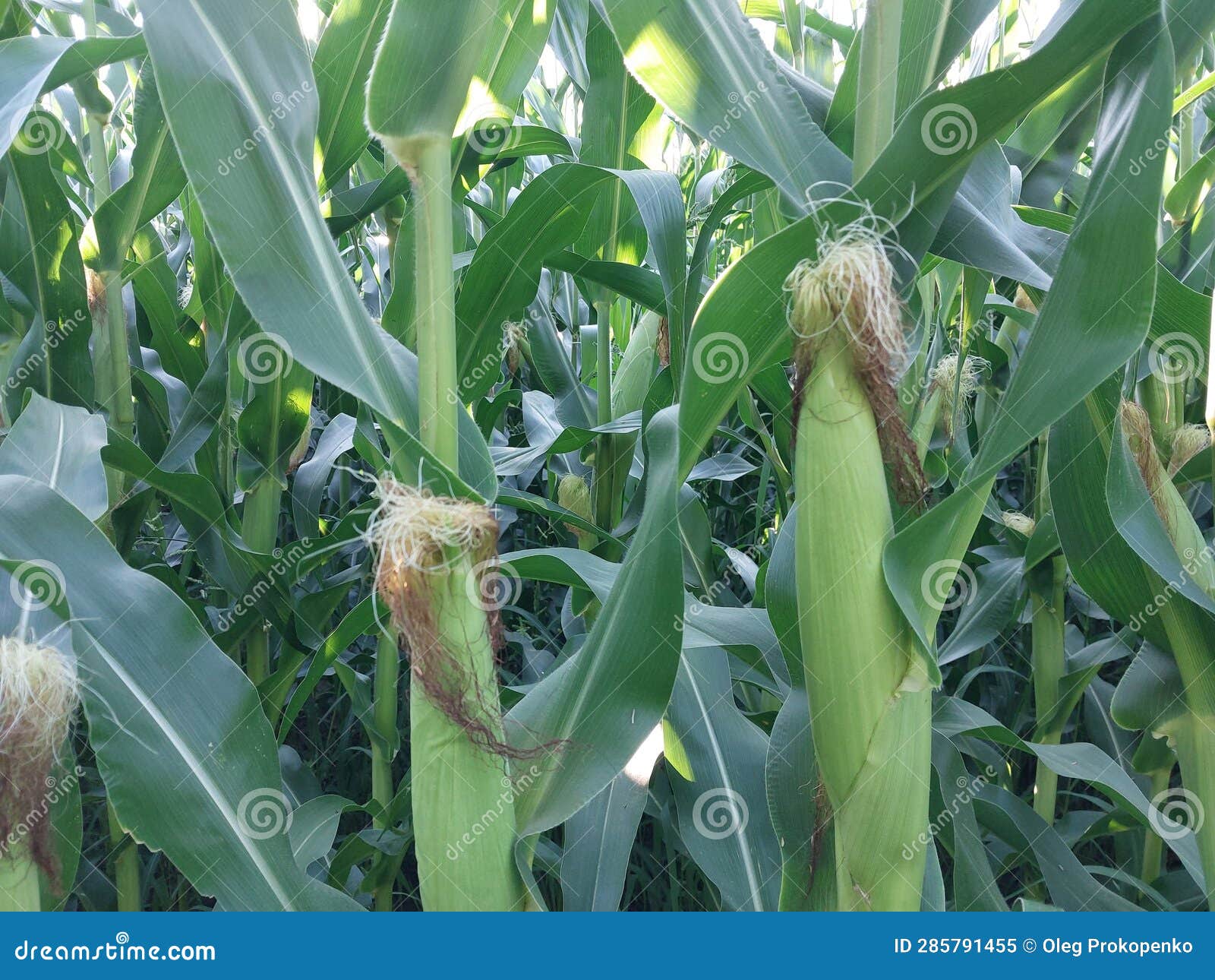 Corn heads on the field stock image. Image of outdoor - 285791455