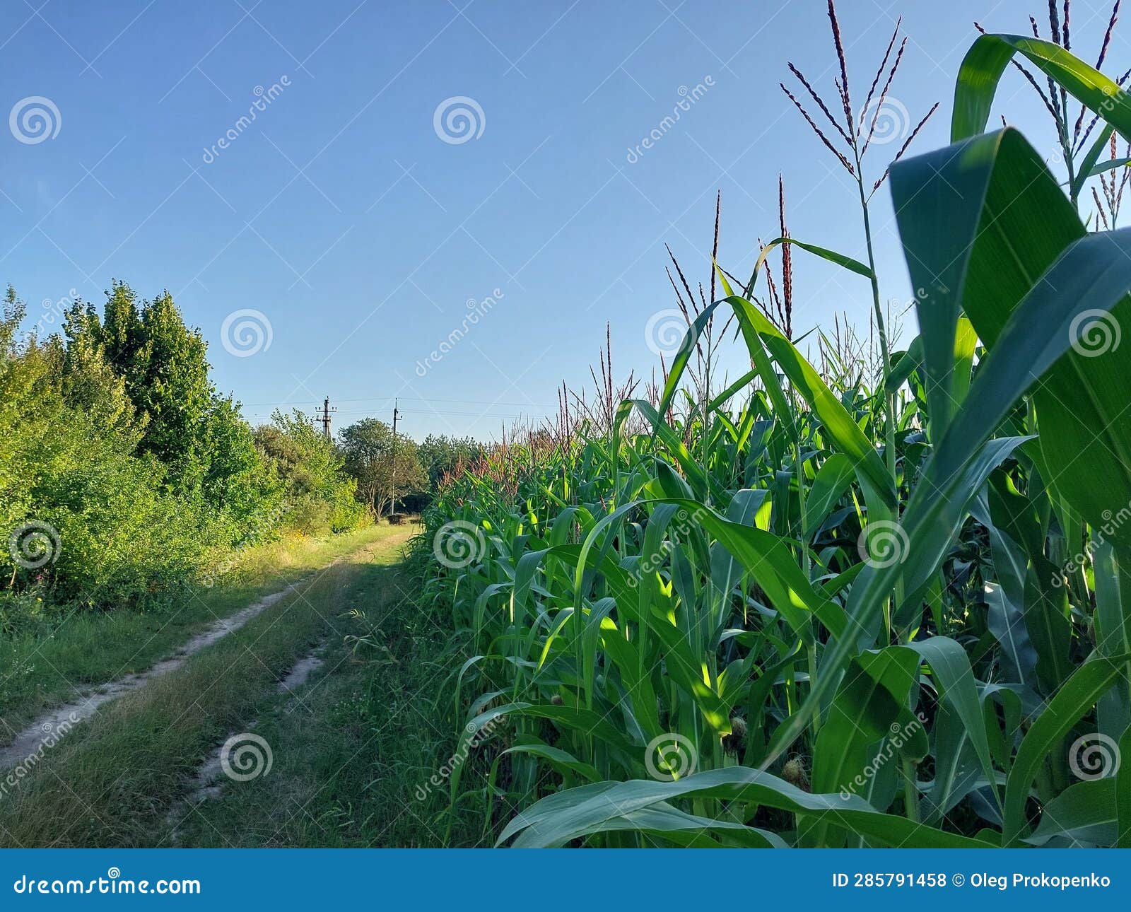 Corn heads on the field stock photo. Image of closeup - 285791458