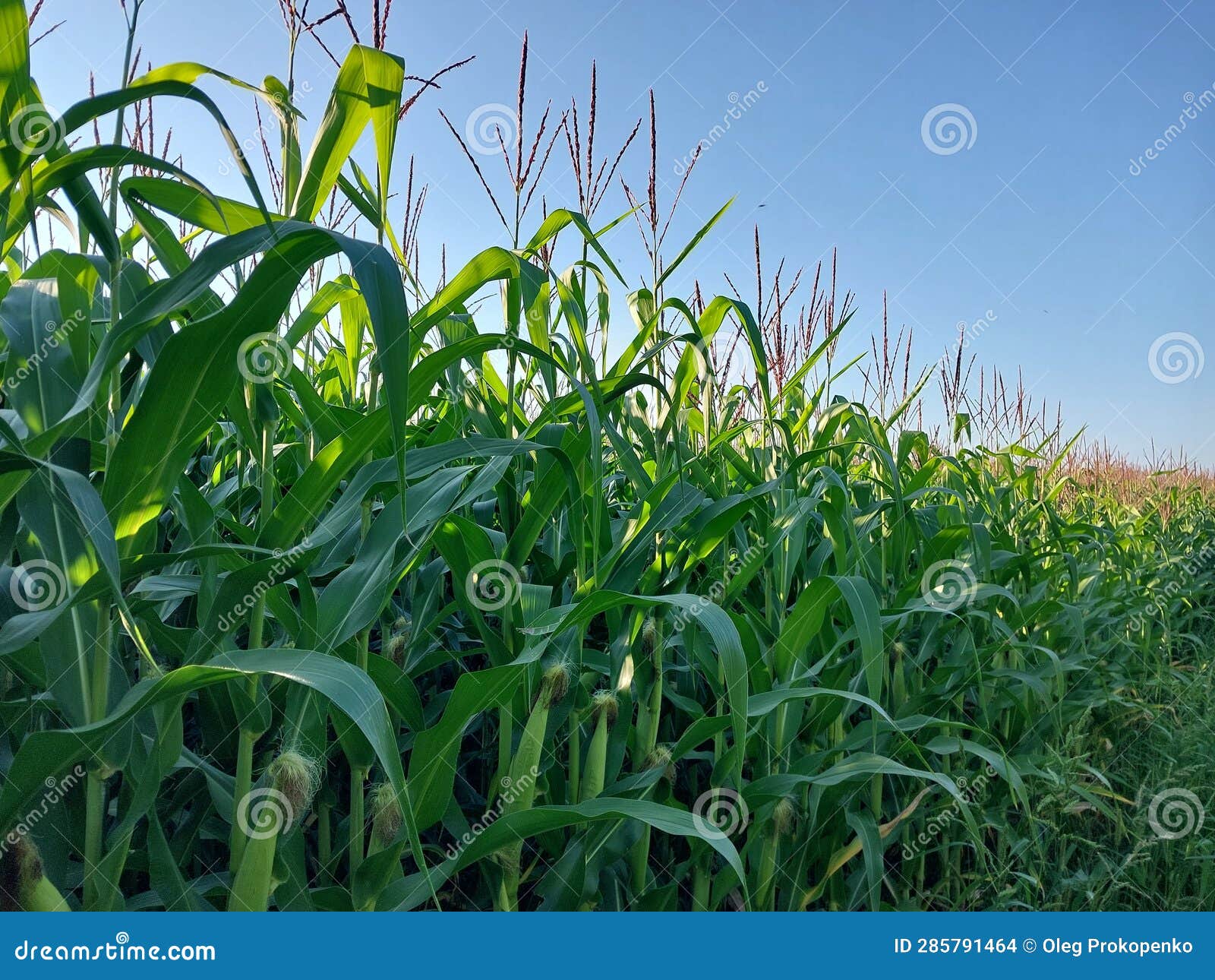 Corn heads on the field stock photo. Image of fresh - 285791464