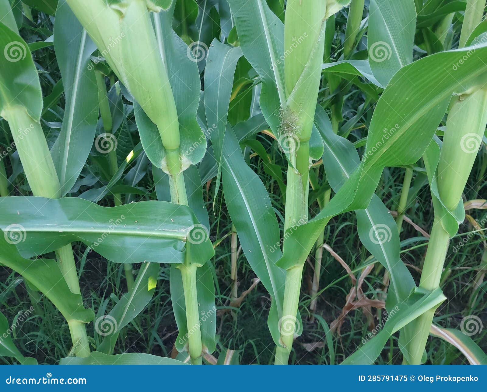 Corn heads on the field stock image. Image of crop, farmer - 285791475