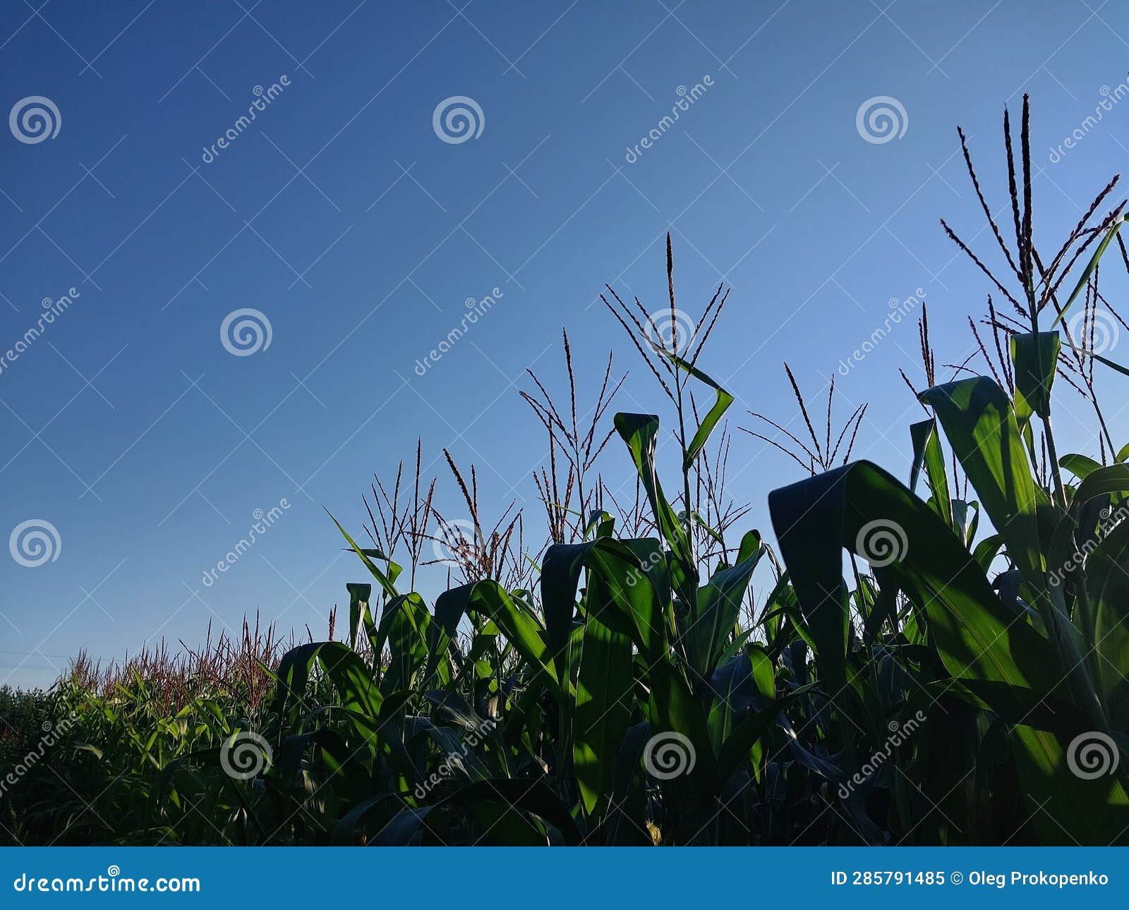 Corn heads on the field stock image. Image of healthy - 285791485