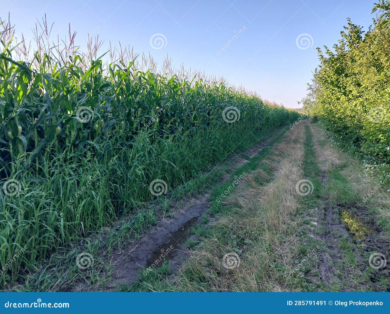 Corn heads on the field stock image. Image of rural - 285791491