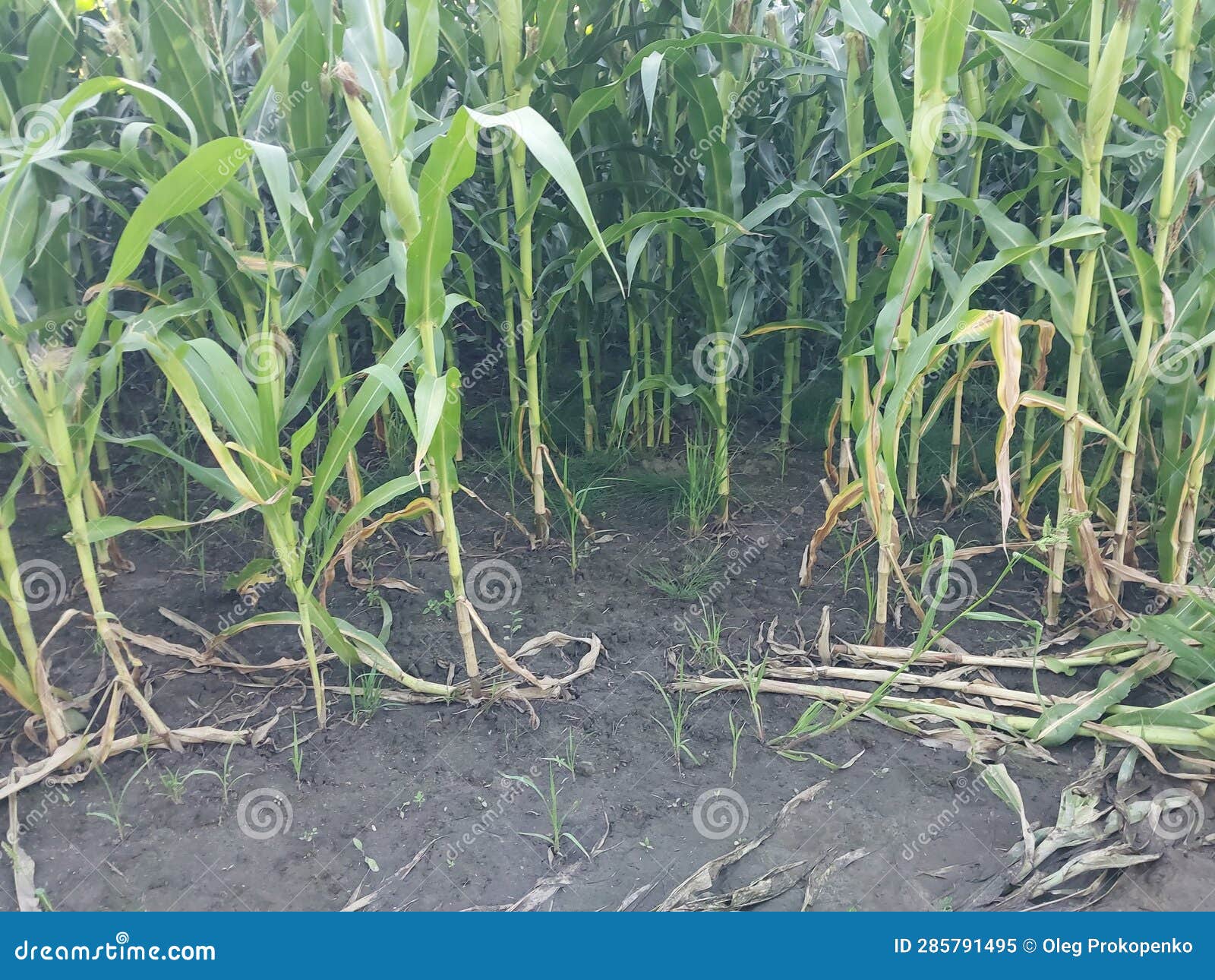 Corn heads on the field stock image. Image of outdoor - 285791495