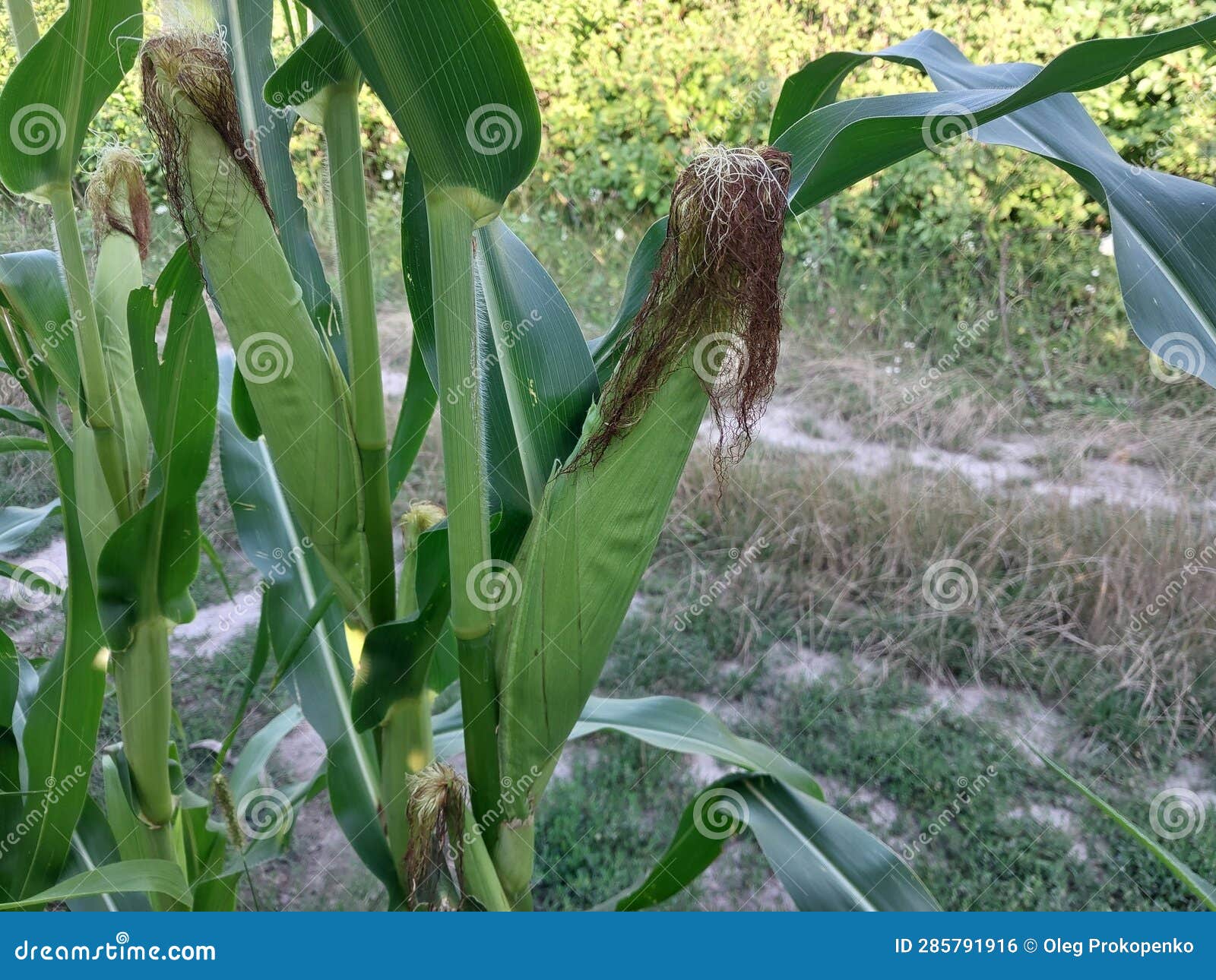 Corn heads on the field stock photo. Image of natural - 285791916