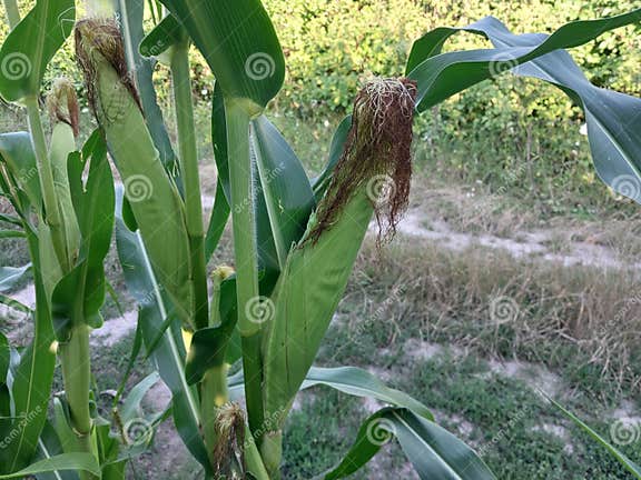 Corn heads on the field stock photo. Image of natural - 285791916