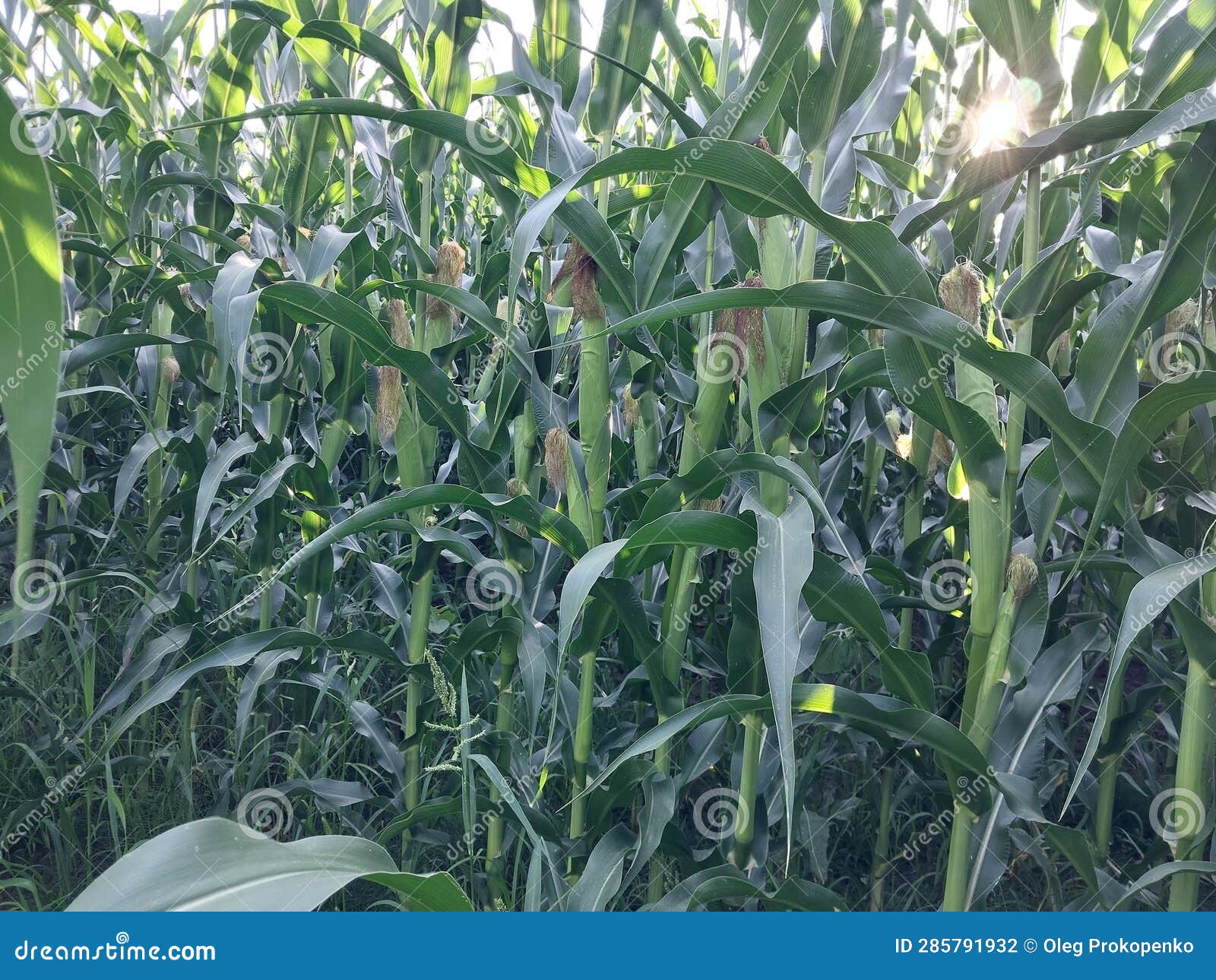 Corn heads on the field stock photo. Image of corn, organic - 285791932
