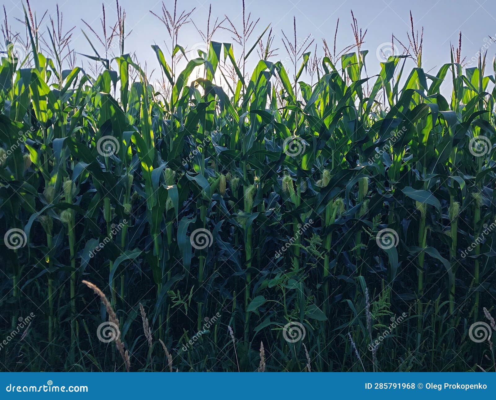 Corn heads on the field stock photo. Image of season - 285791968