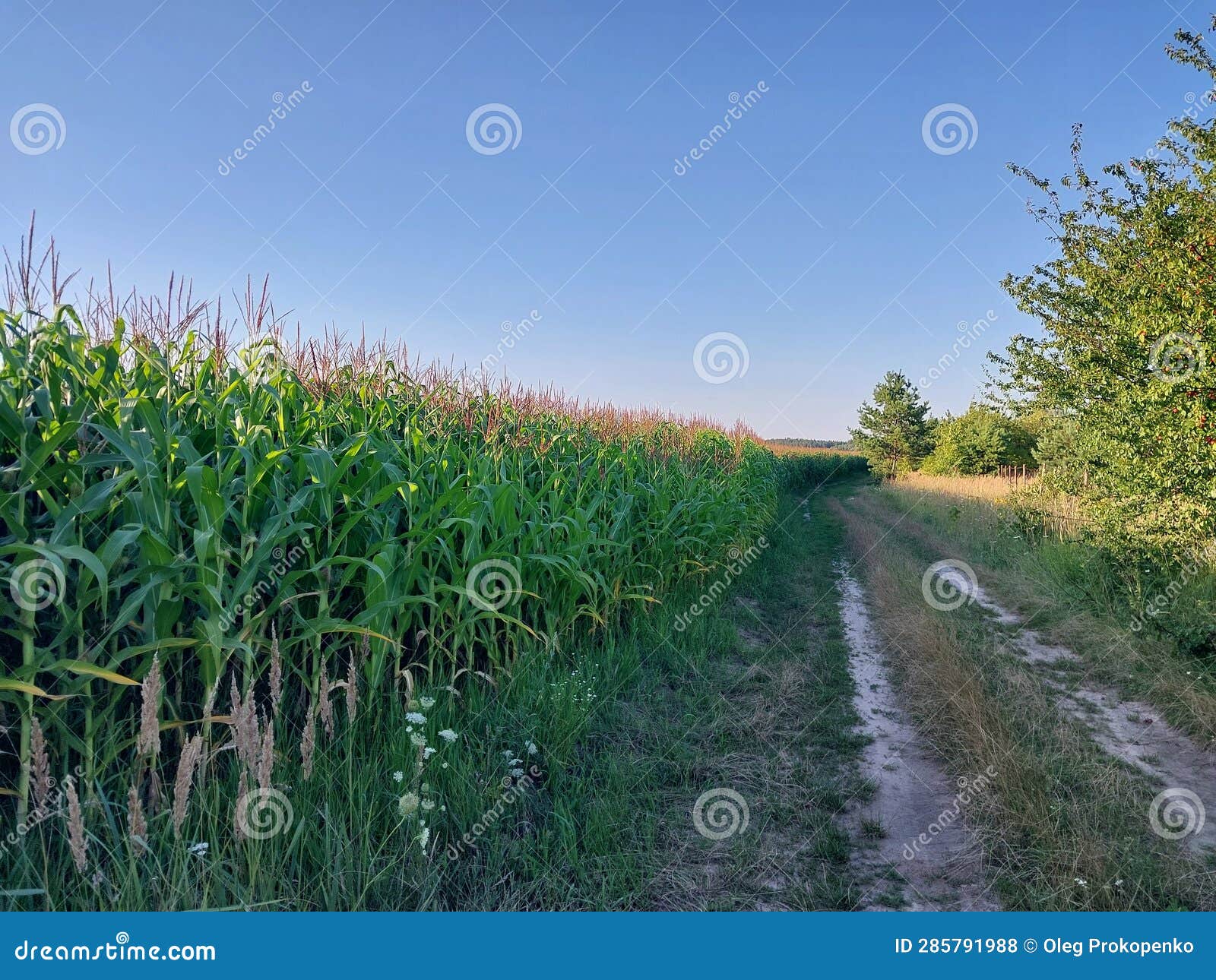 Corn heads on the field stock photo. Image of white - 285791988