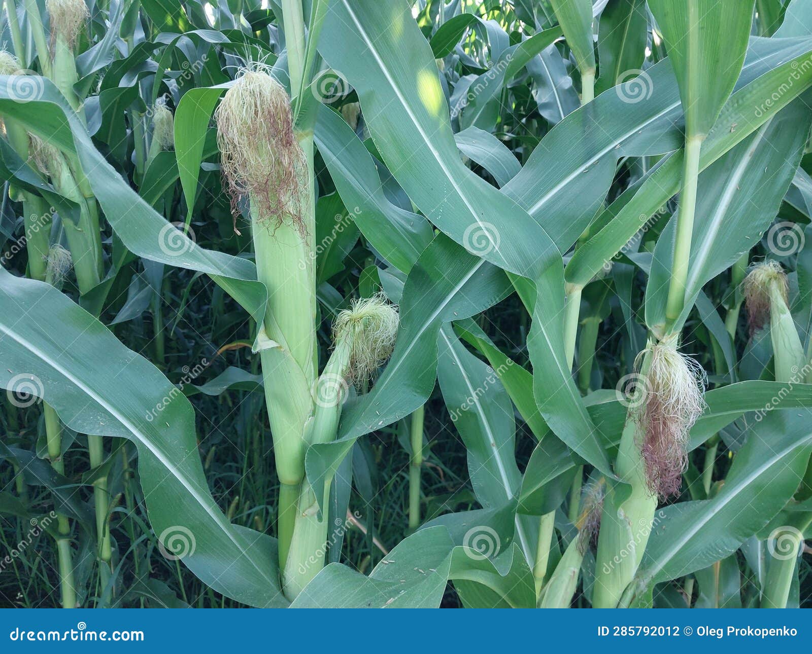 Corn heads on the field stock photo. Image of texture - 285792012