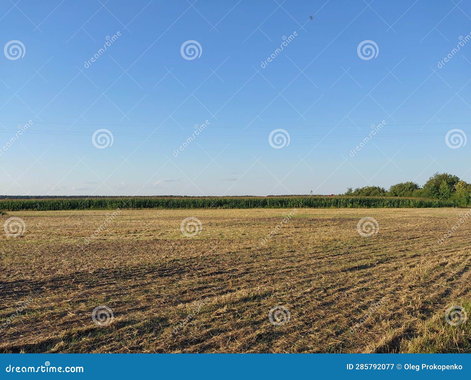 Corn heads on the field stock image. Image of worker - 285792077