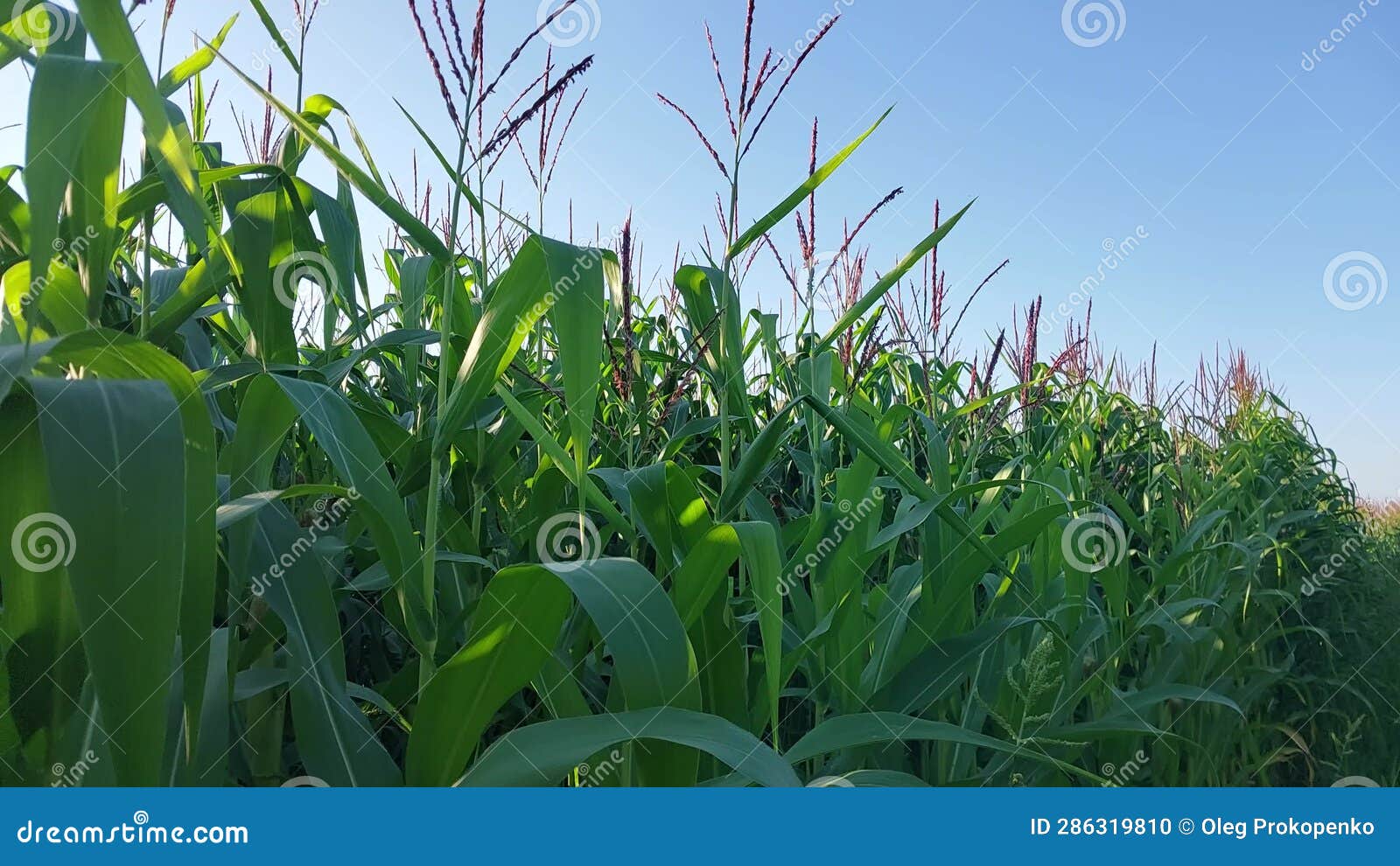 Corn heads on the field stock footage. Video of natural - 286319810