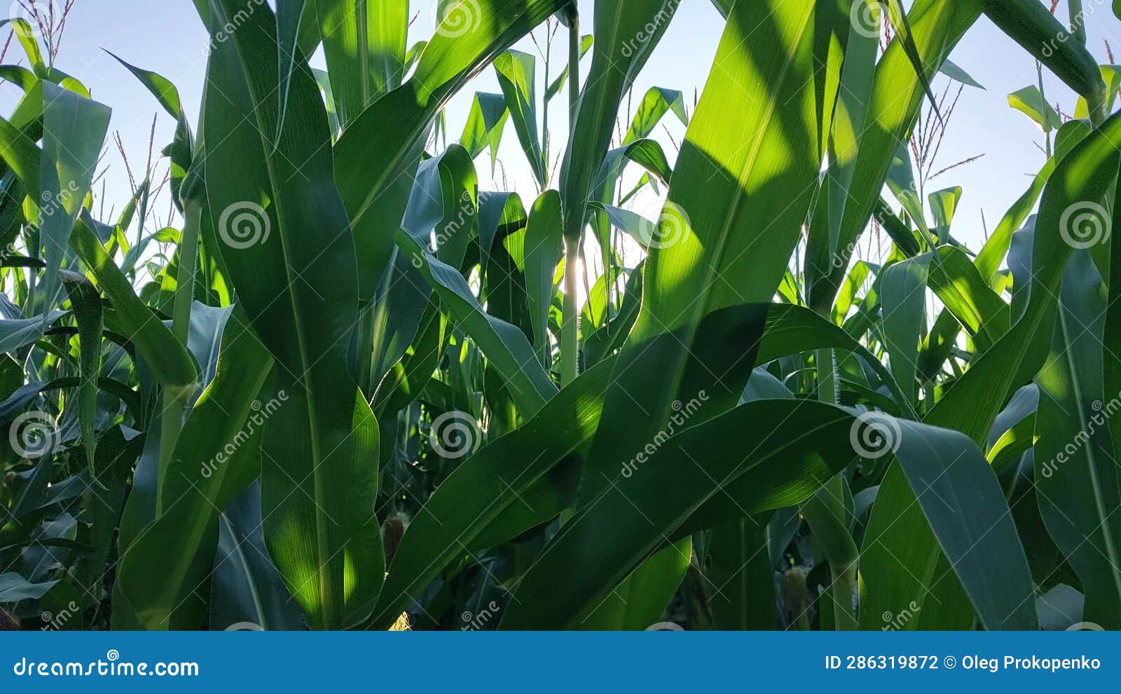 Corn heads on the field stock footage. Video of food - 286319872