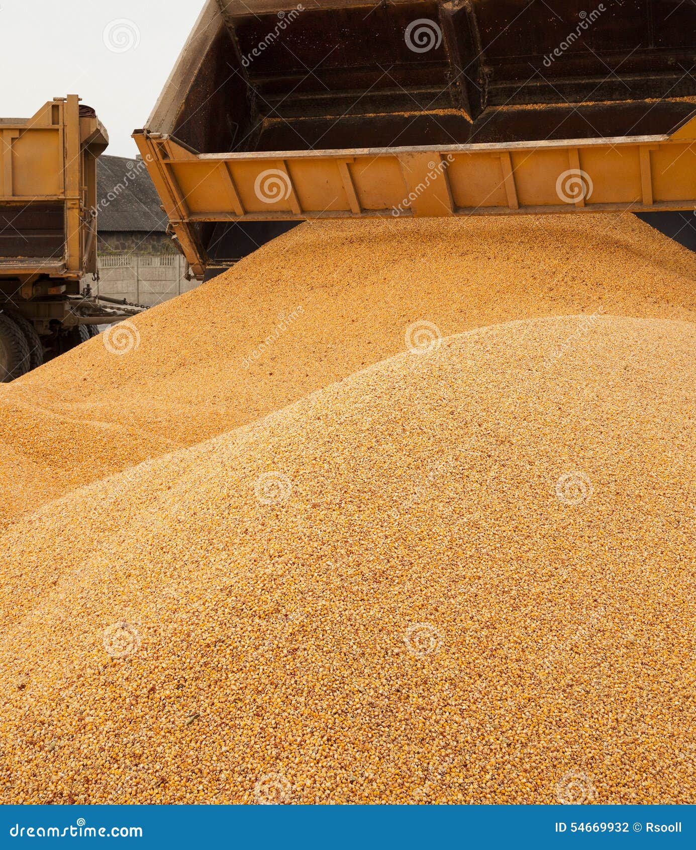 Corn heap stock photo. Image of large, healthy, food - 54669932
