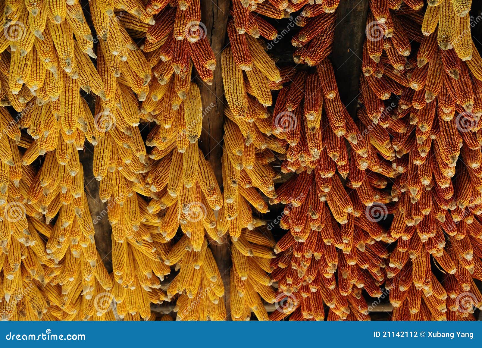 Corn,heavy crops stock photo. Image of closeup, natural - 21142112