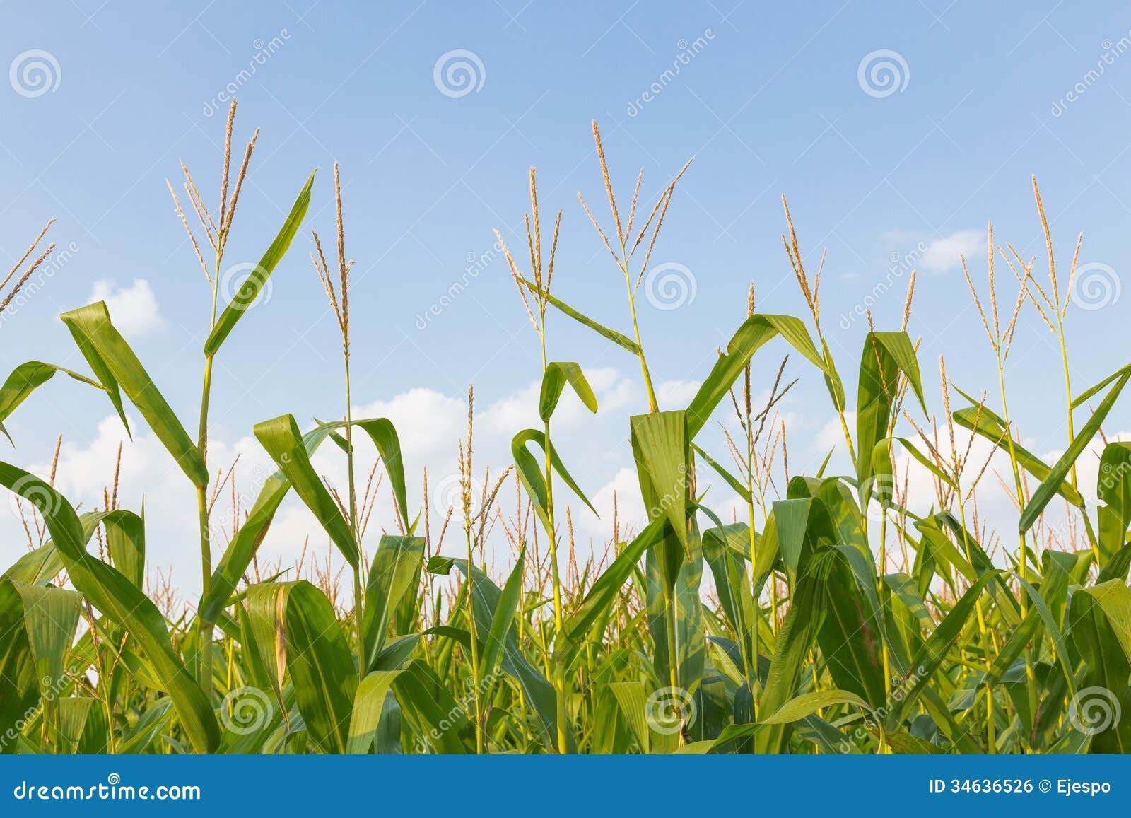 Corn High stock photo. Image of corn, greenery, farm - 34636526